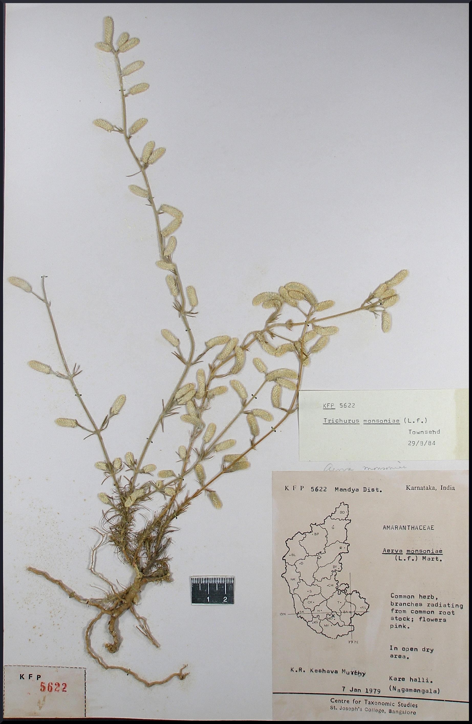 Herbarium JCB