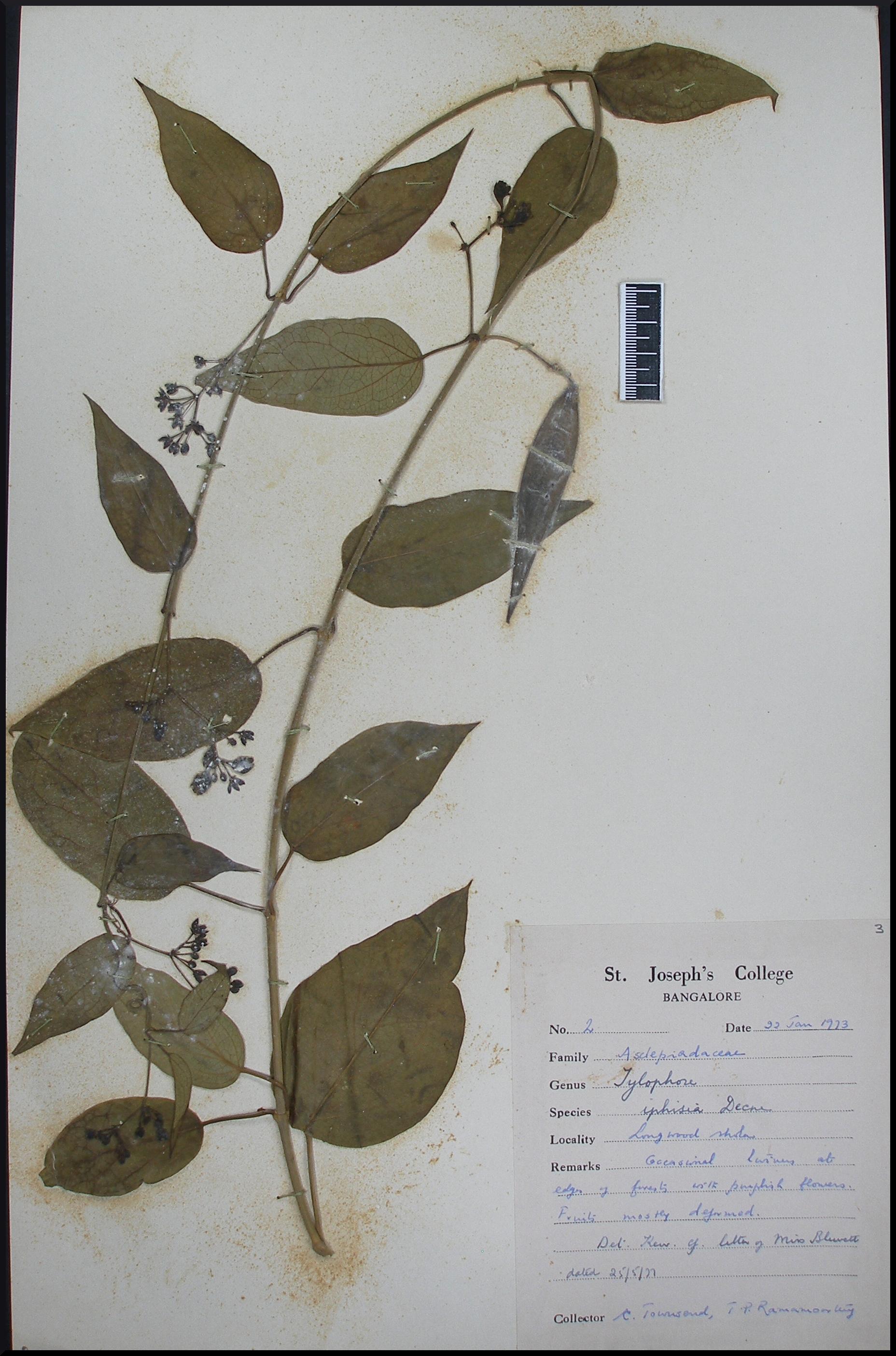 Herbarium JCB