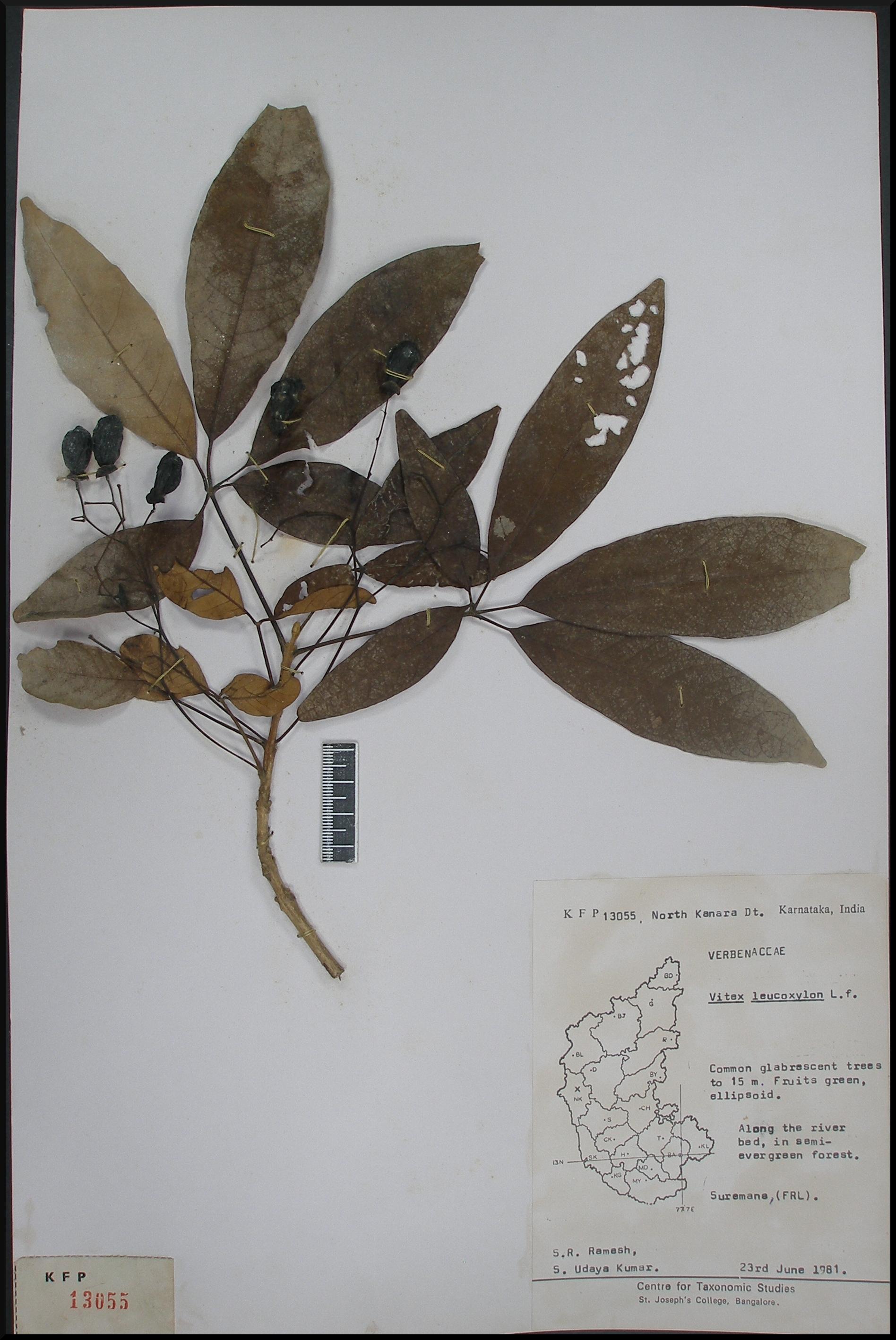 Herbarium JCB