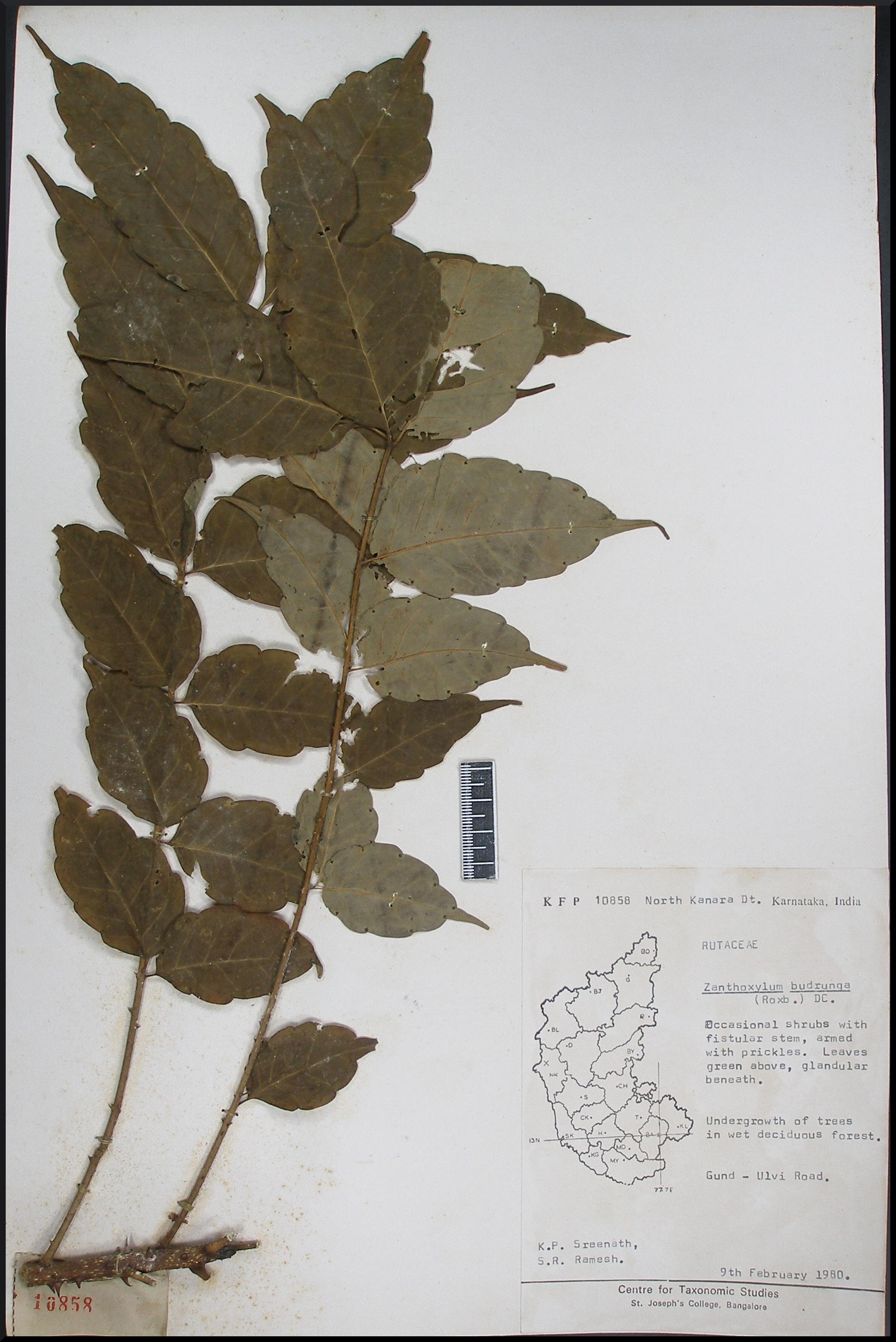 Herbarium JCB