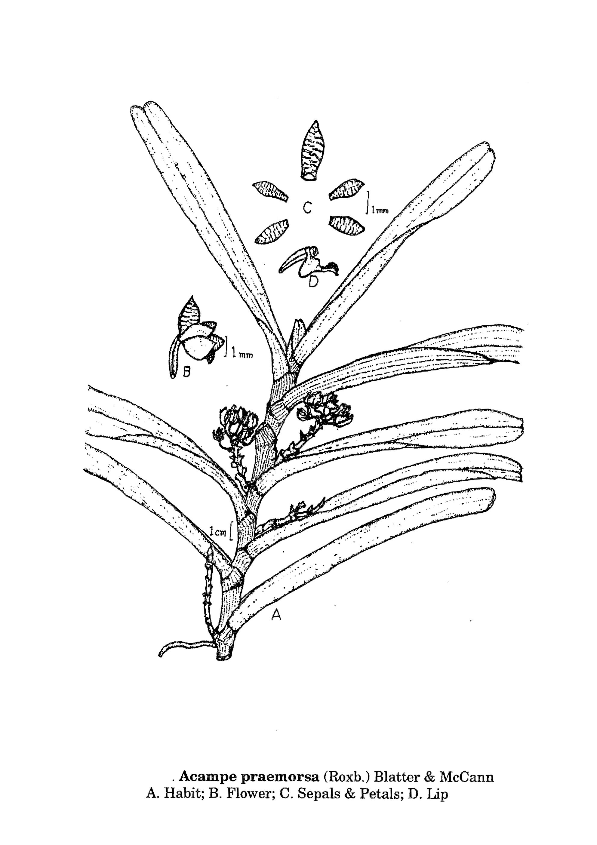Herbarium JCB