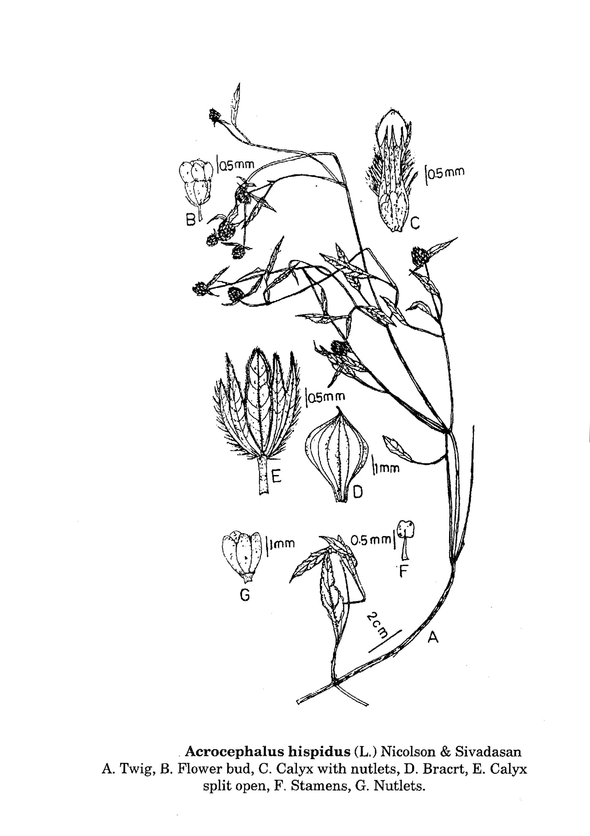 Herbarium JCB