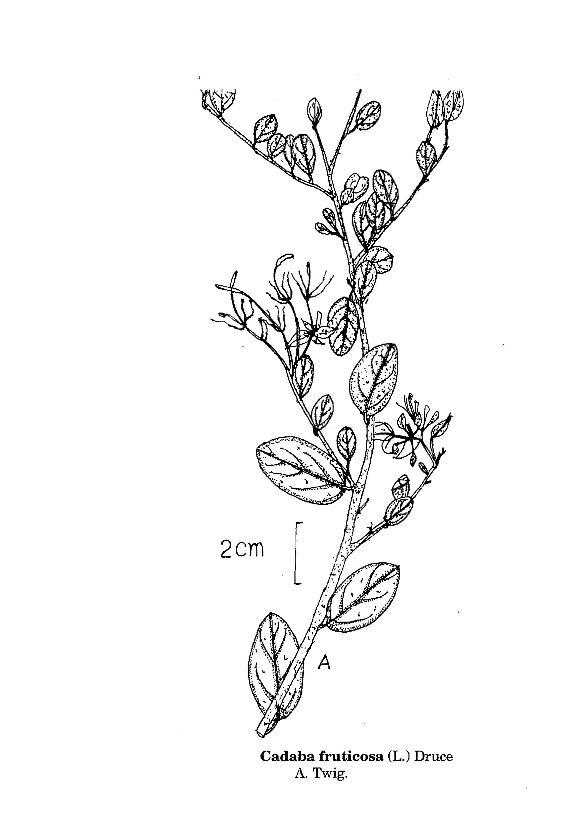 Herbarium JCB