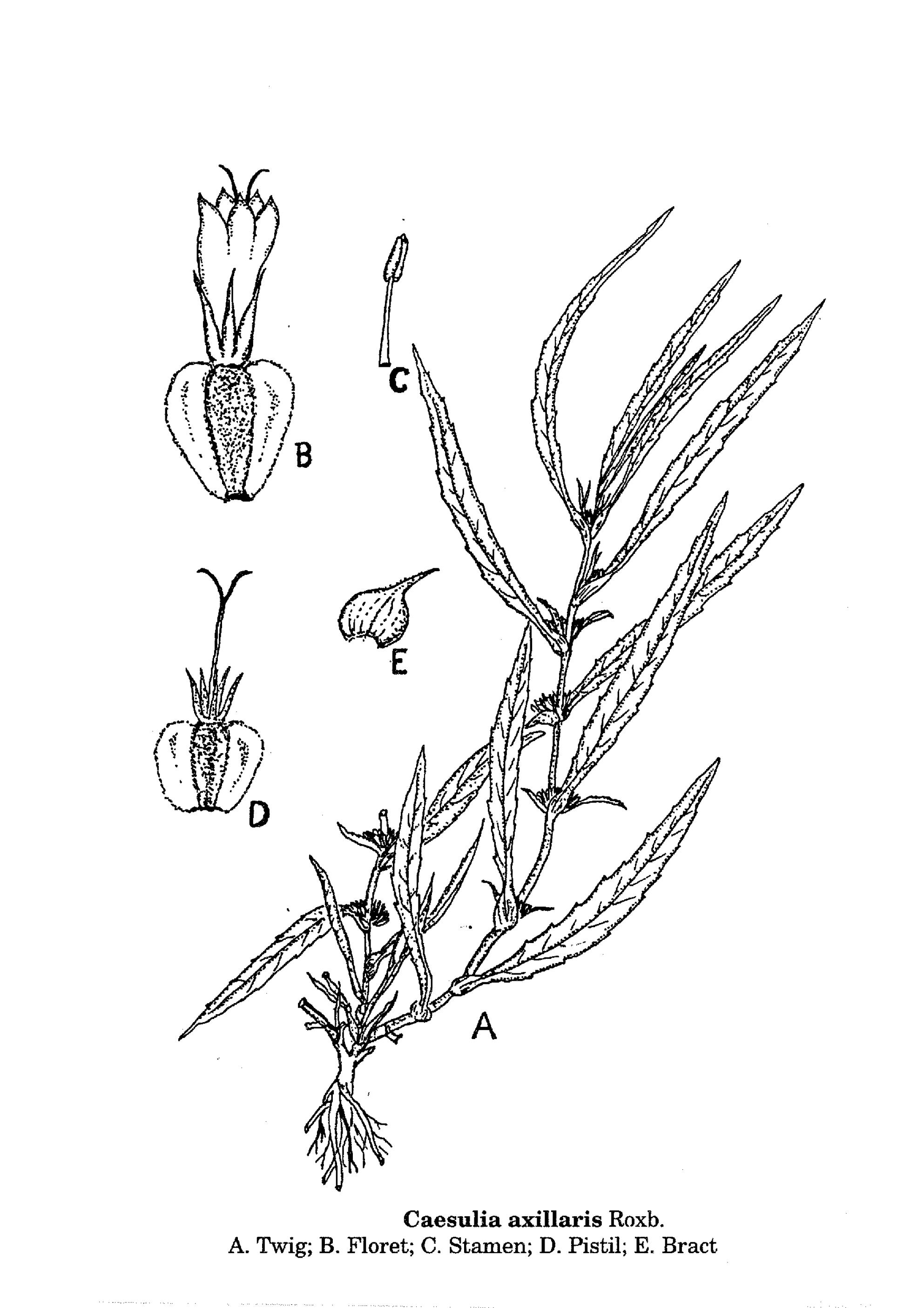 Herbarium JCB
