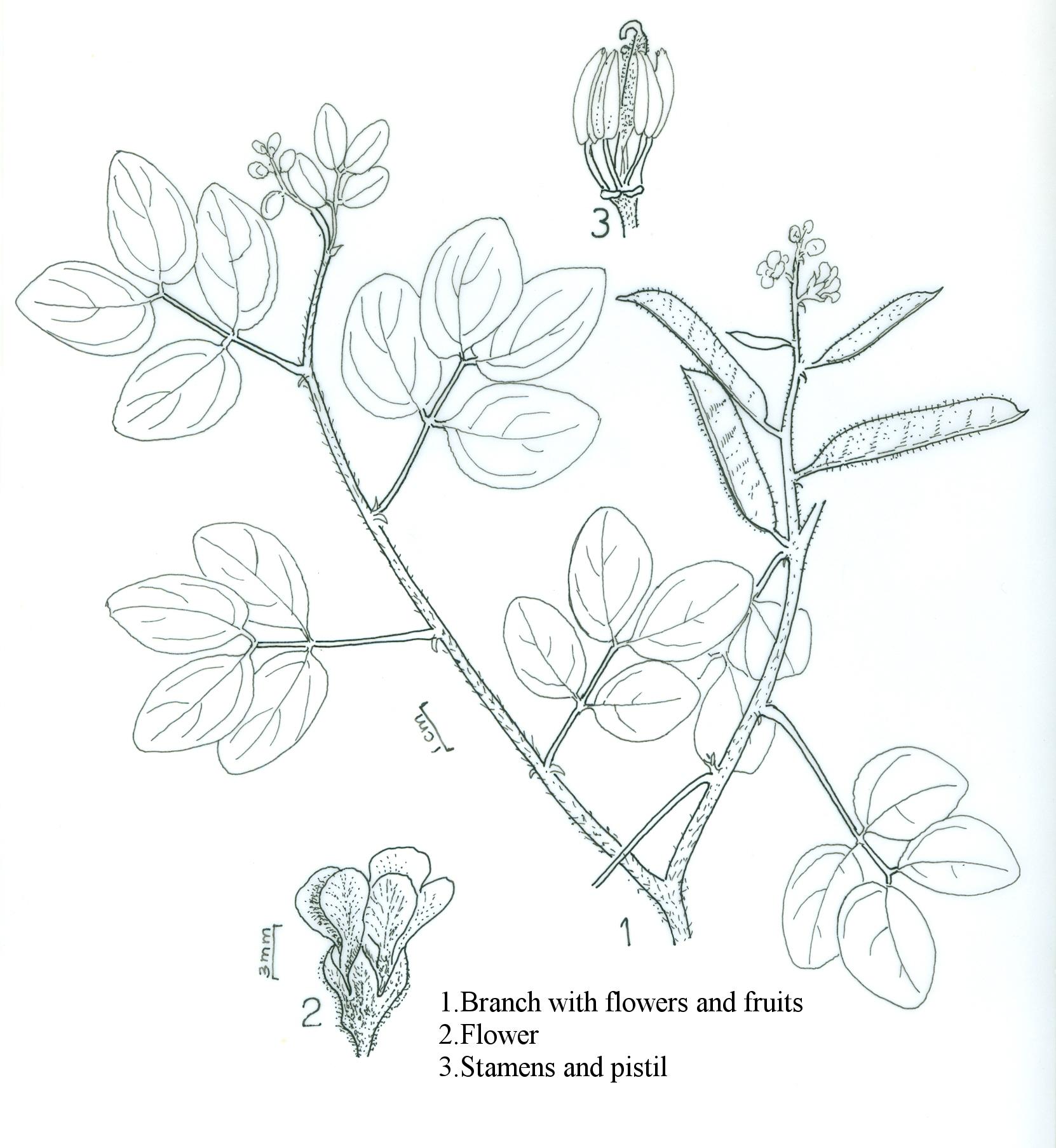 Herbarium JCB