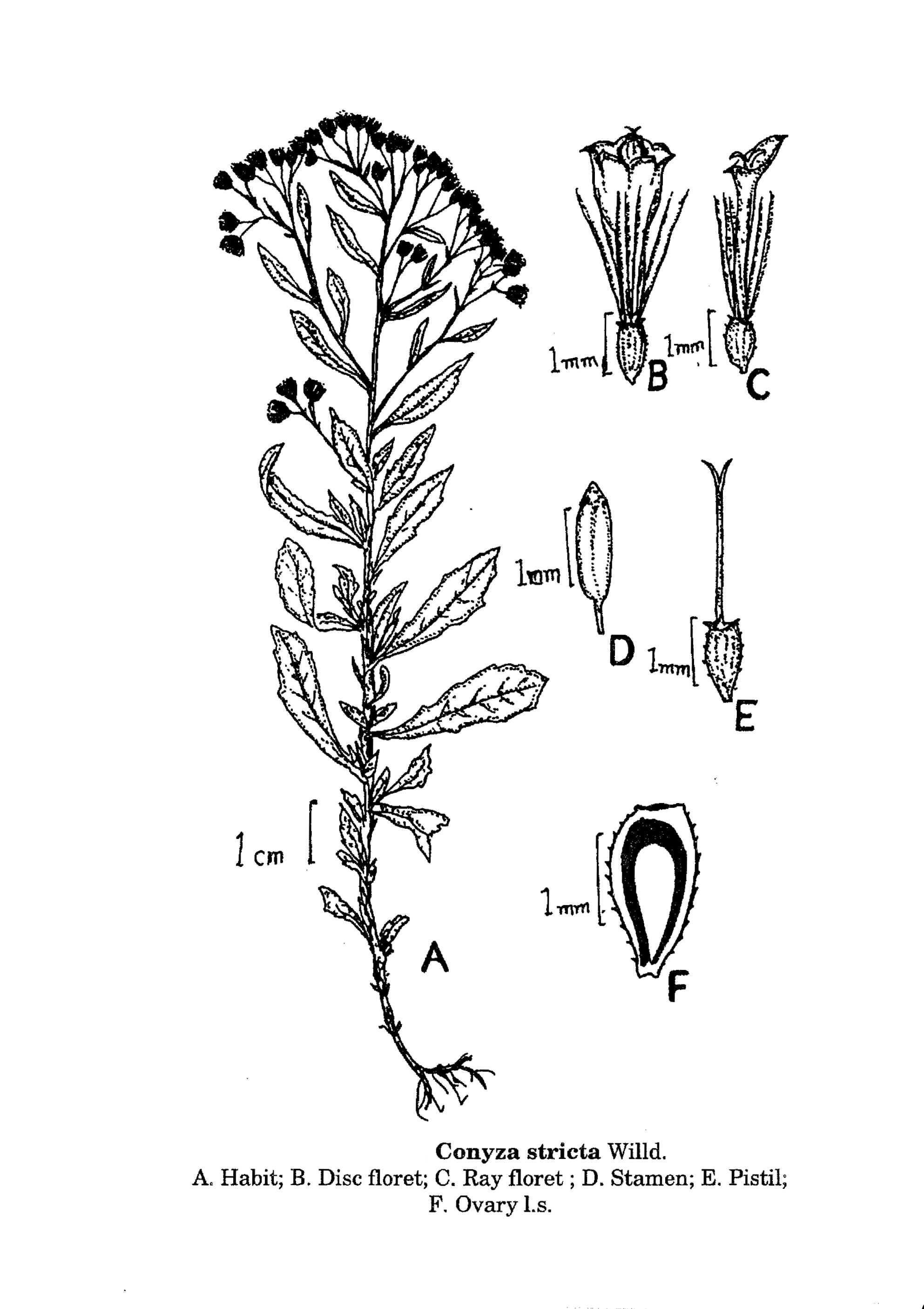 Herbarium JCB