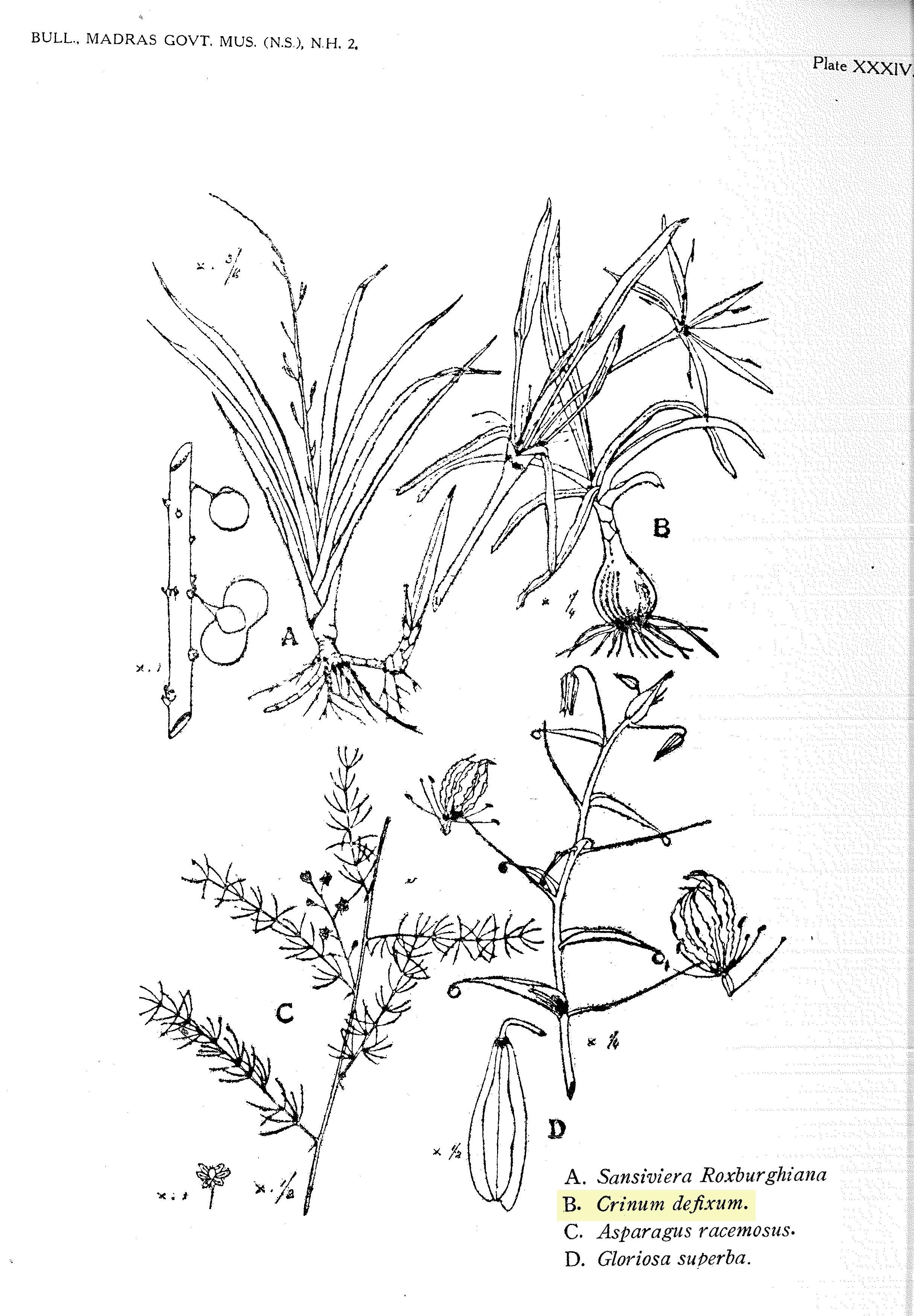 Herbarium JCB