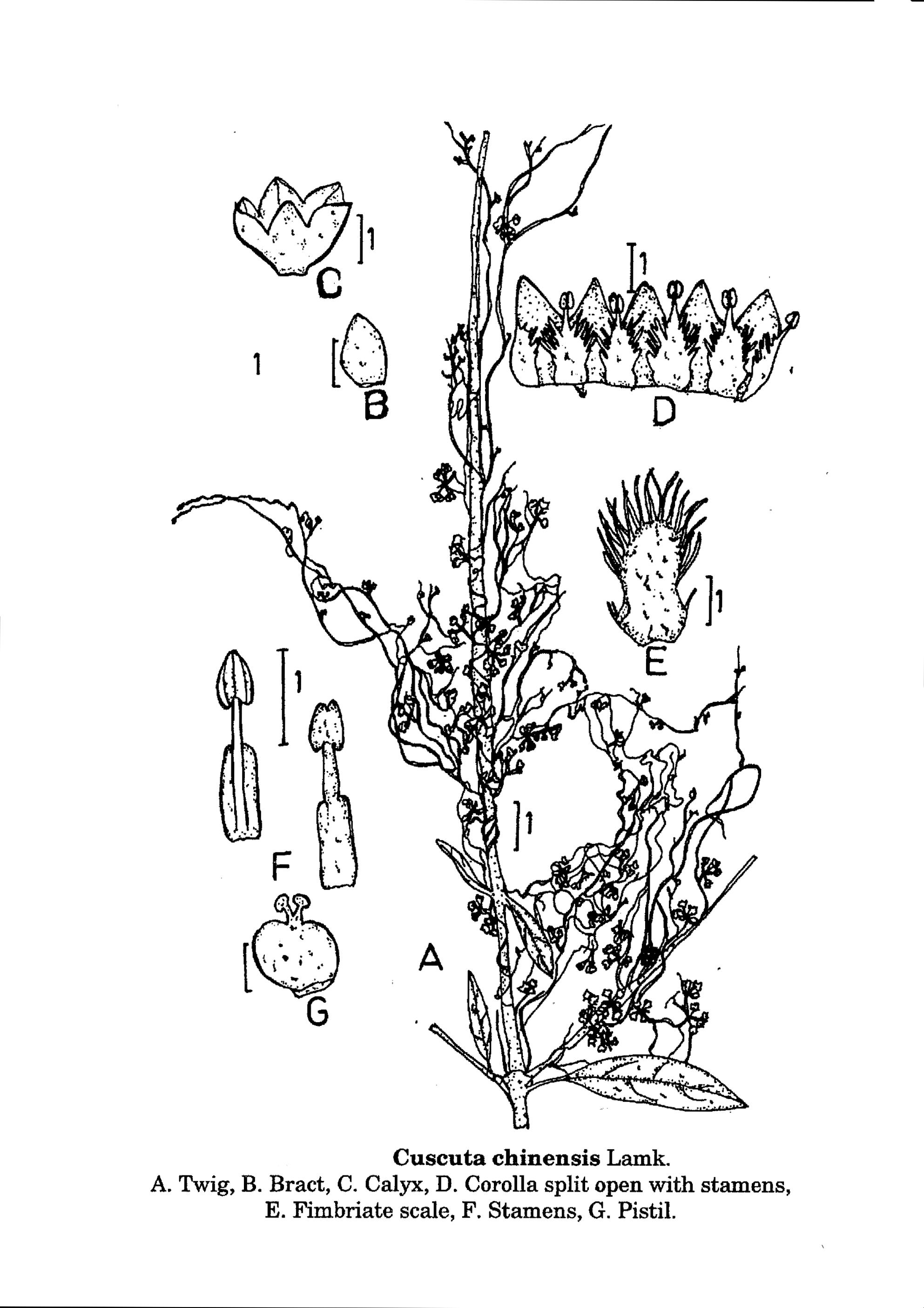 Herbarium JCB