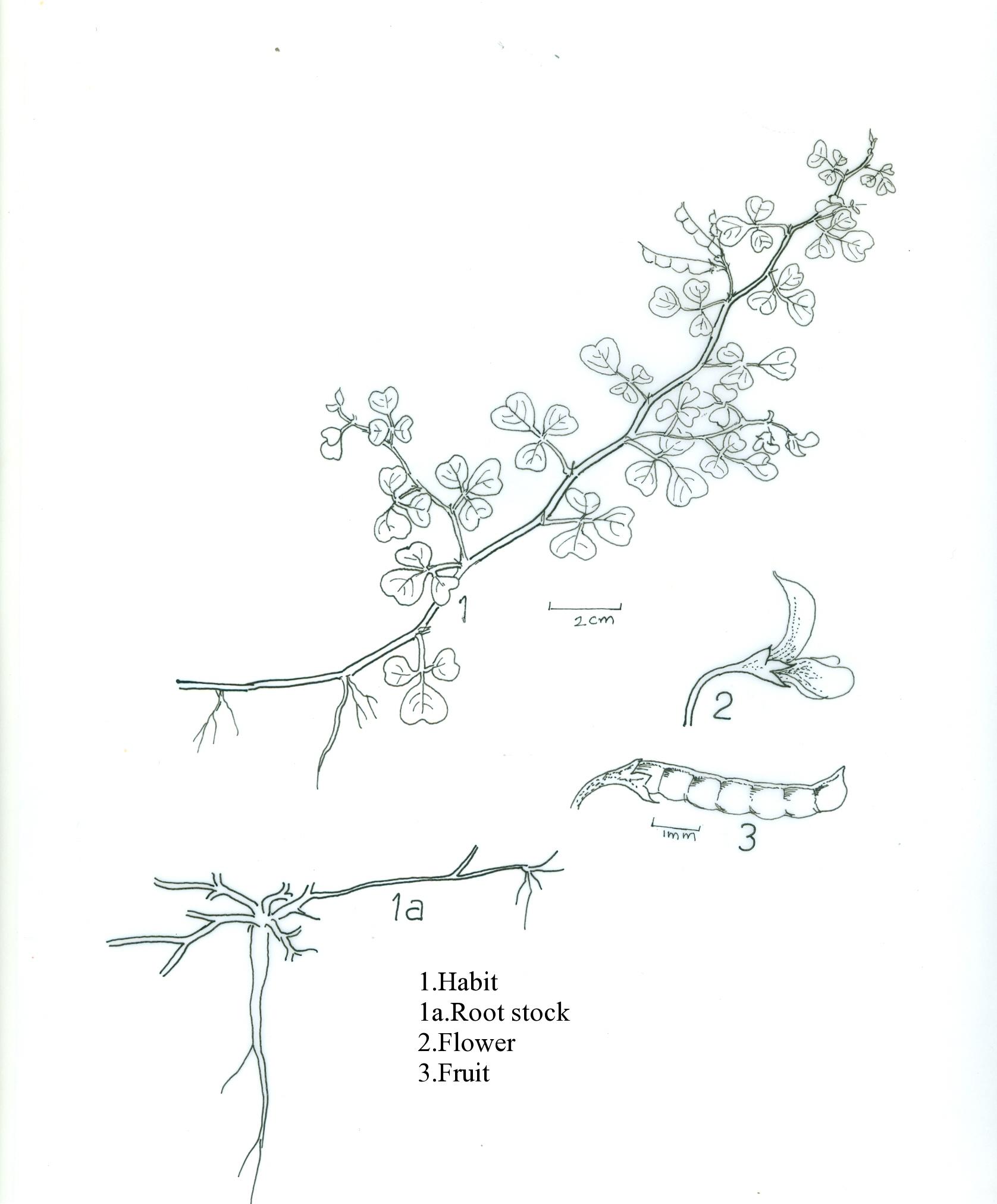 Herbarium JCB