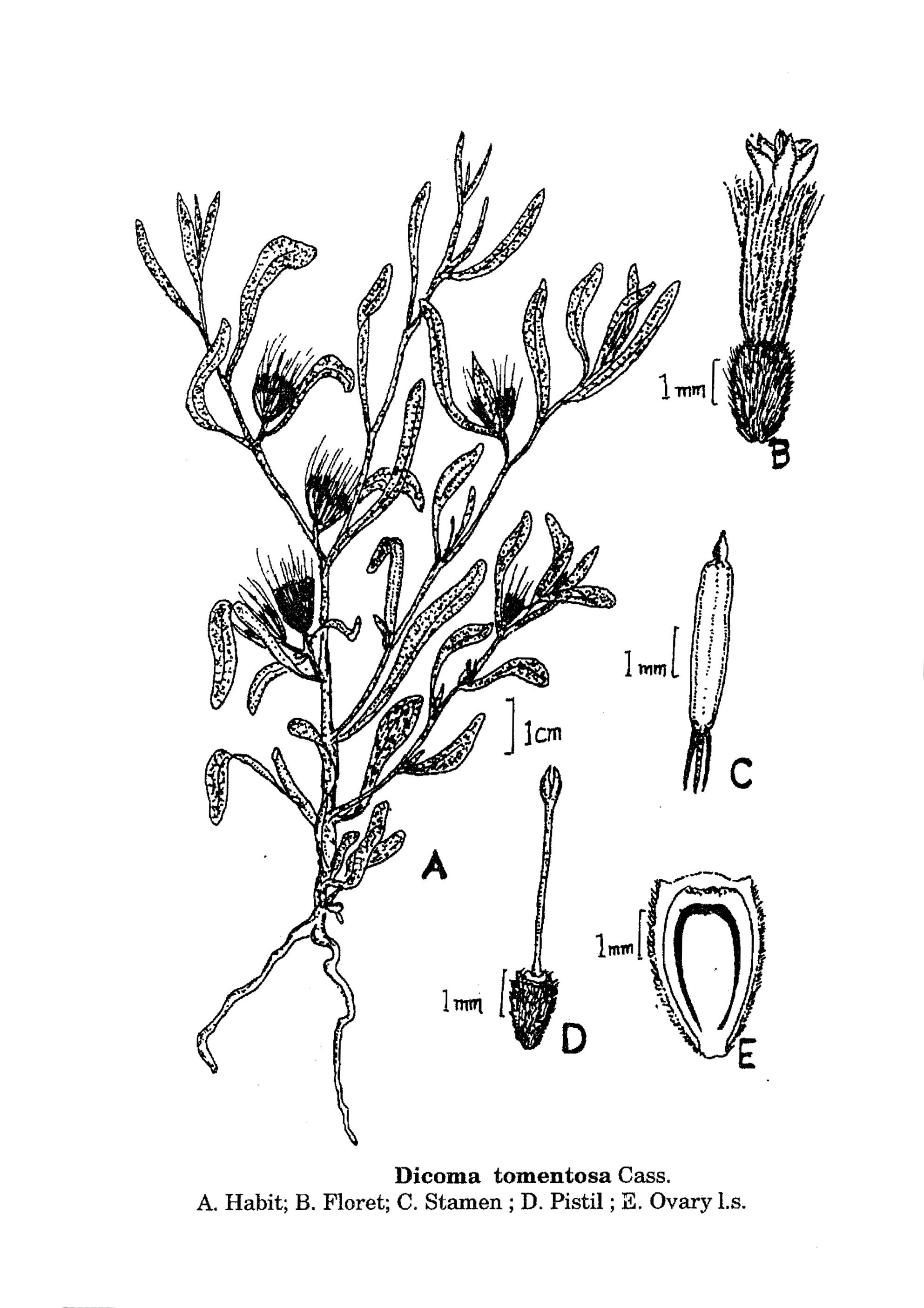 Herbarium JCB