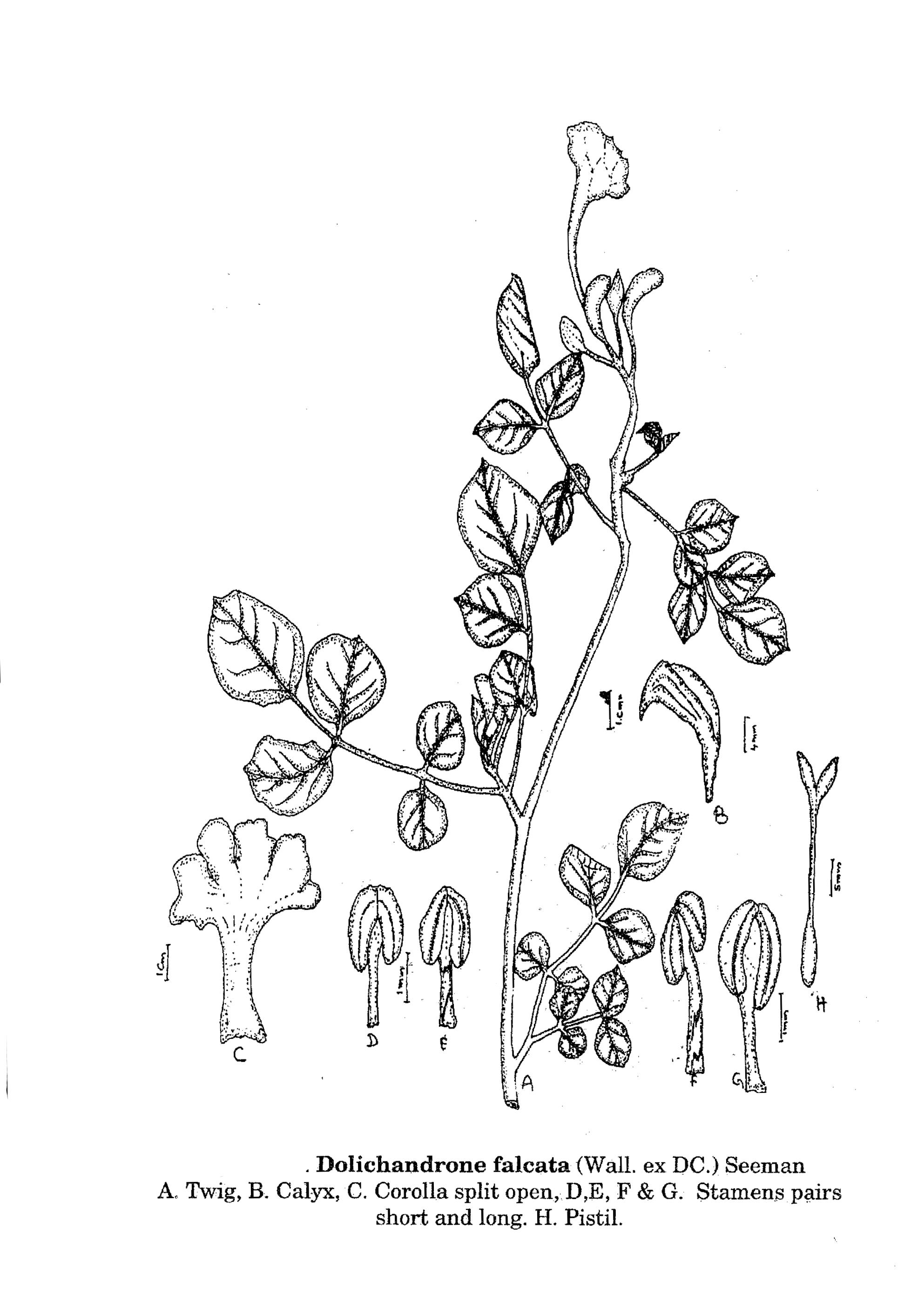 Herbarium JCB