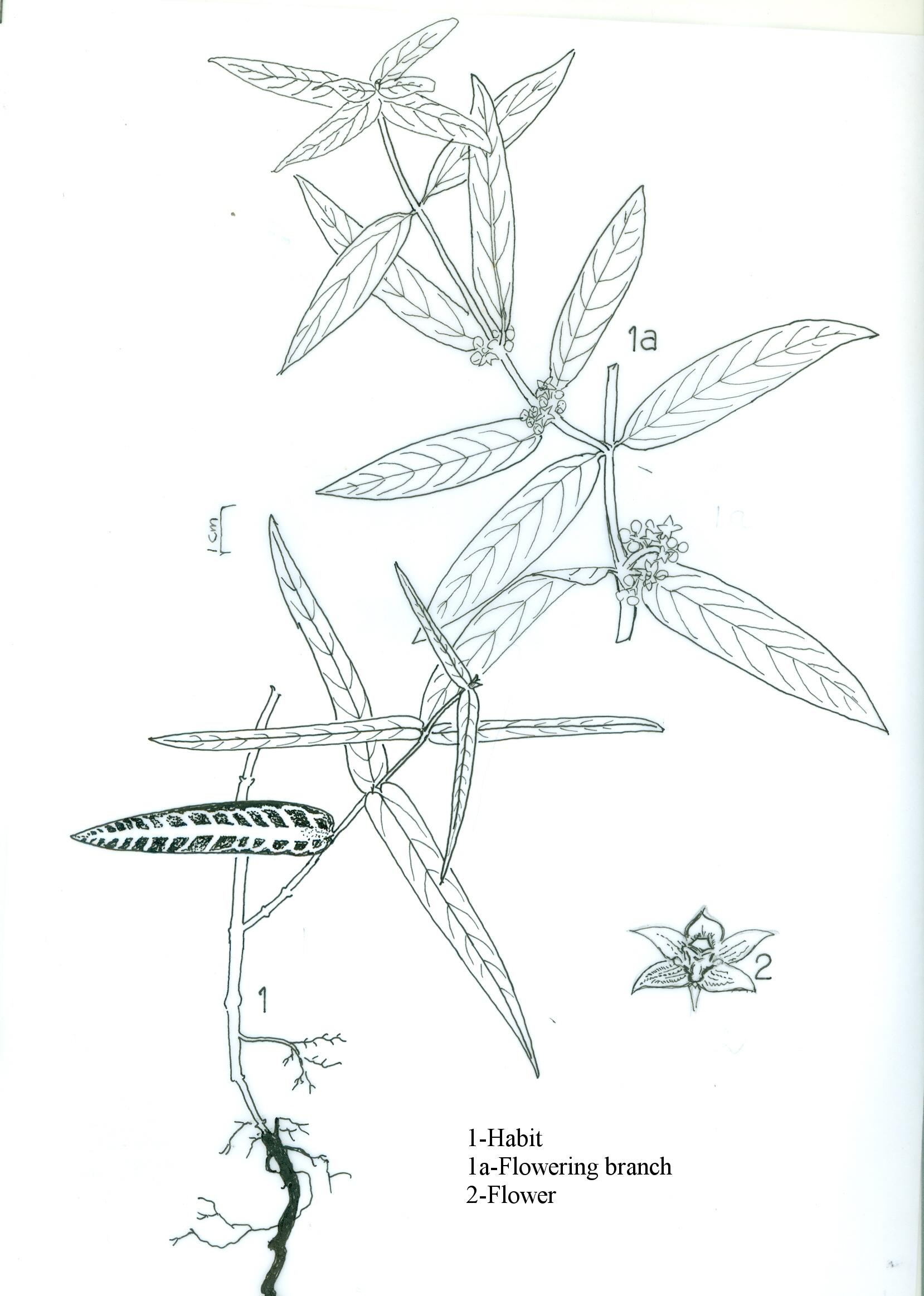 Herbarium JCB