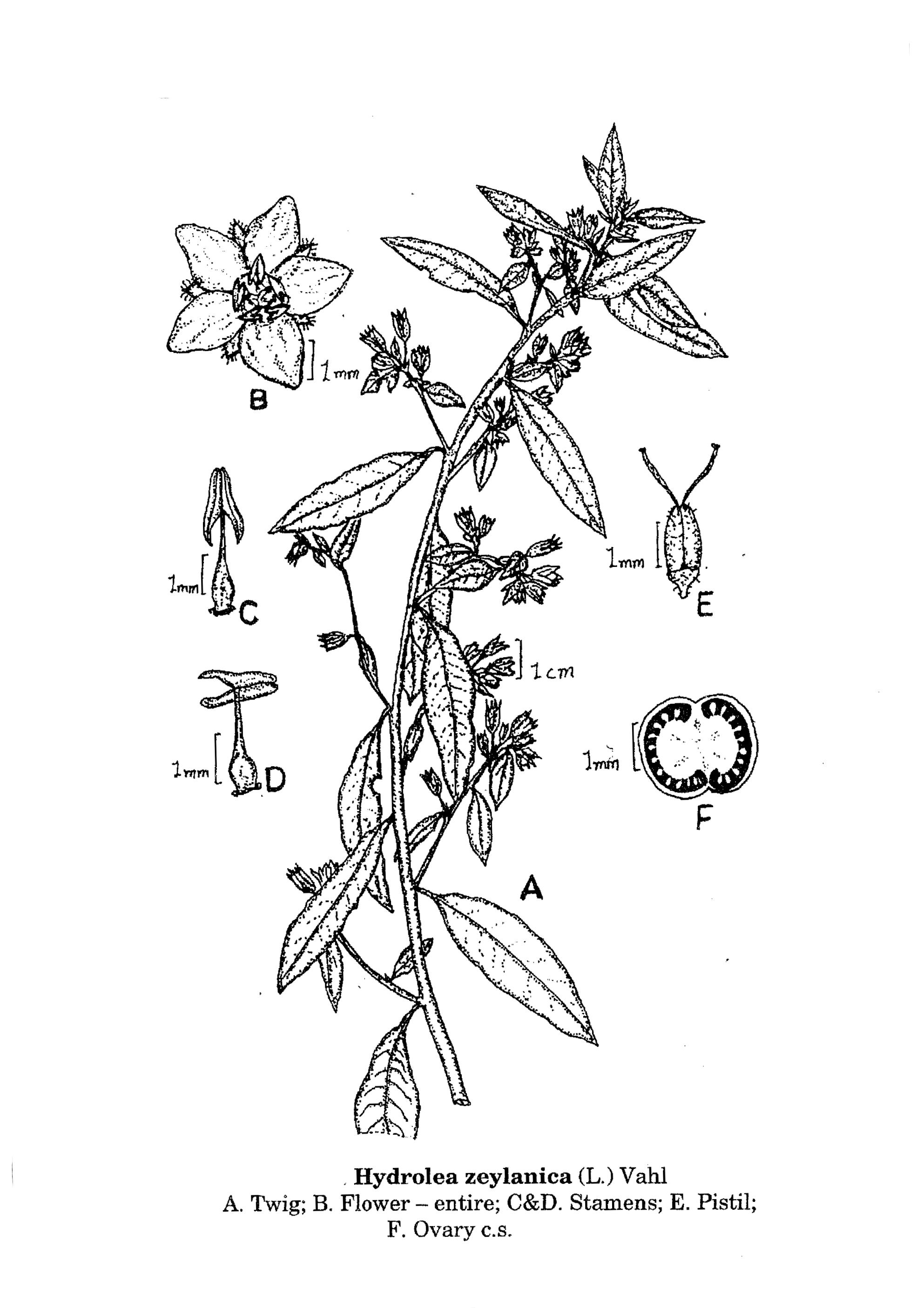 Herbarium JCB