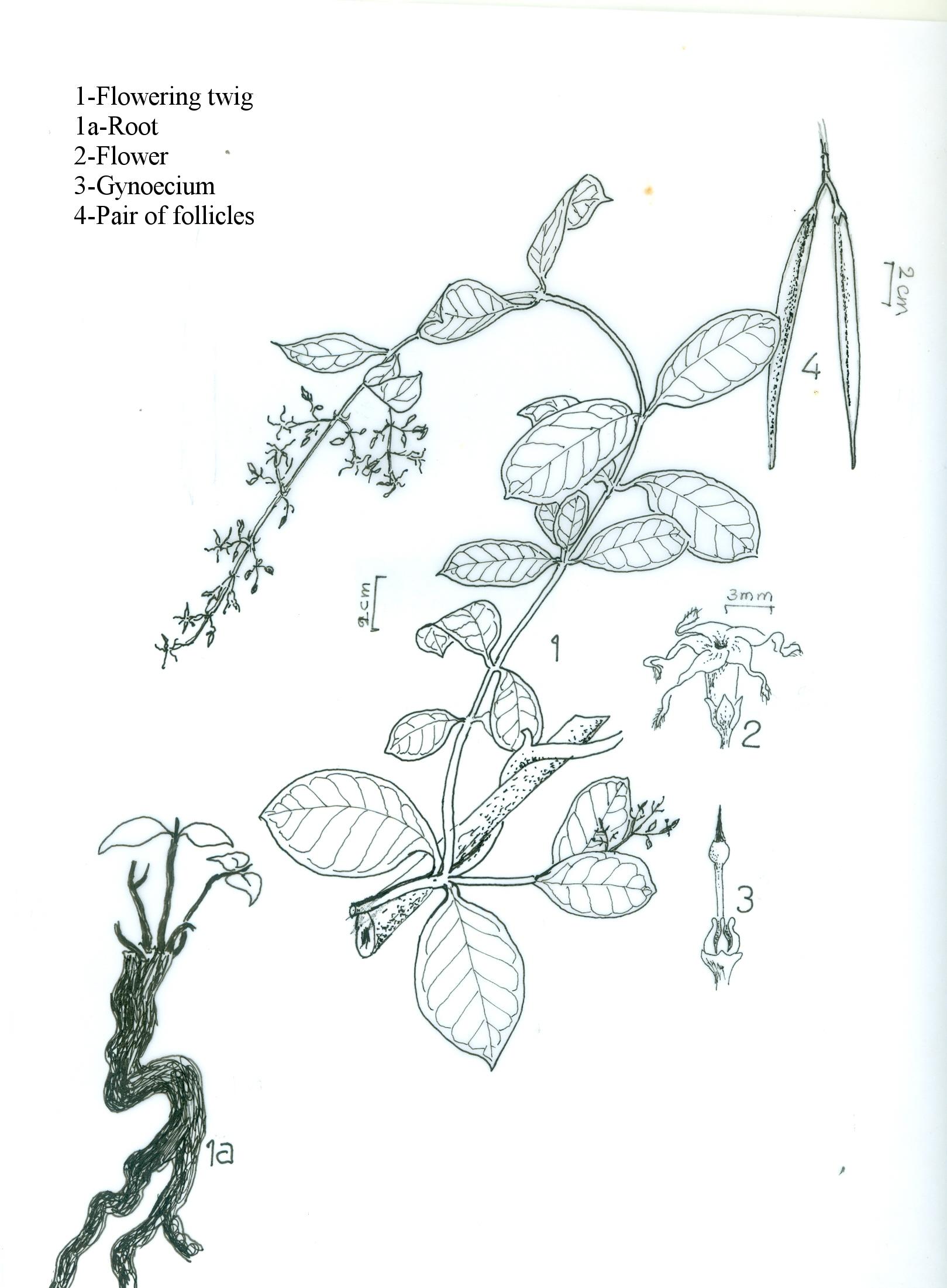 Herbarium JCB