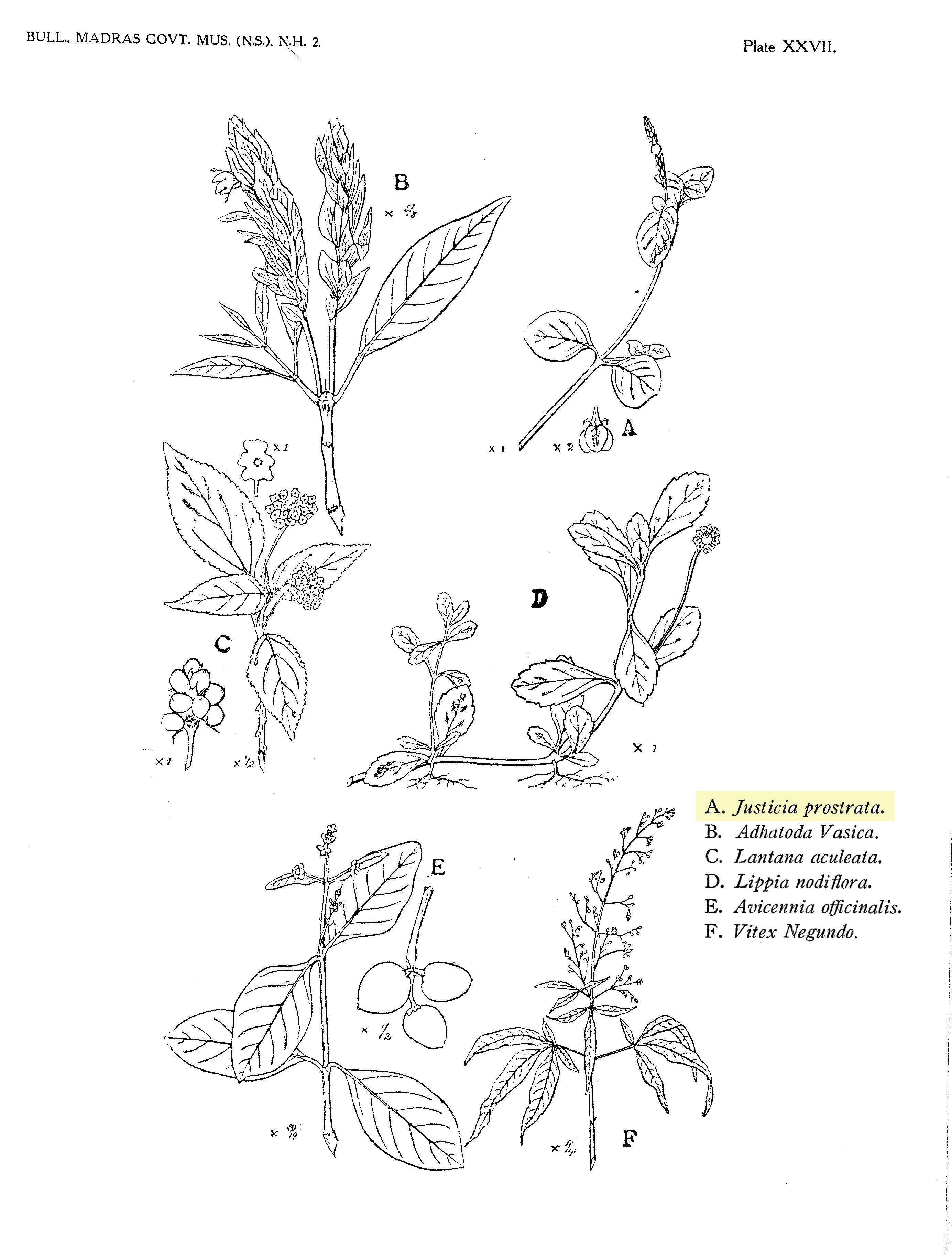 Herbarium JCB
