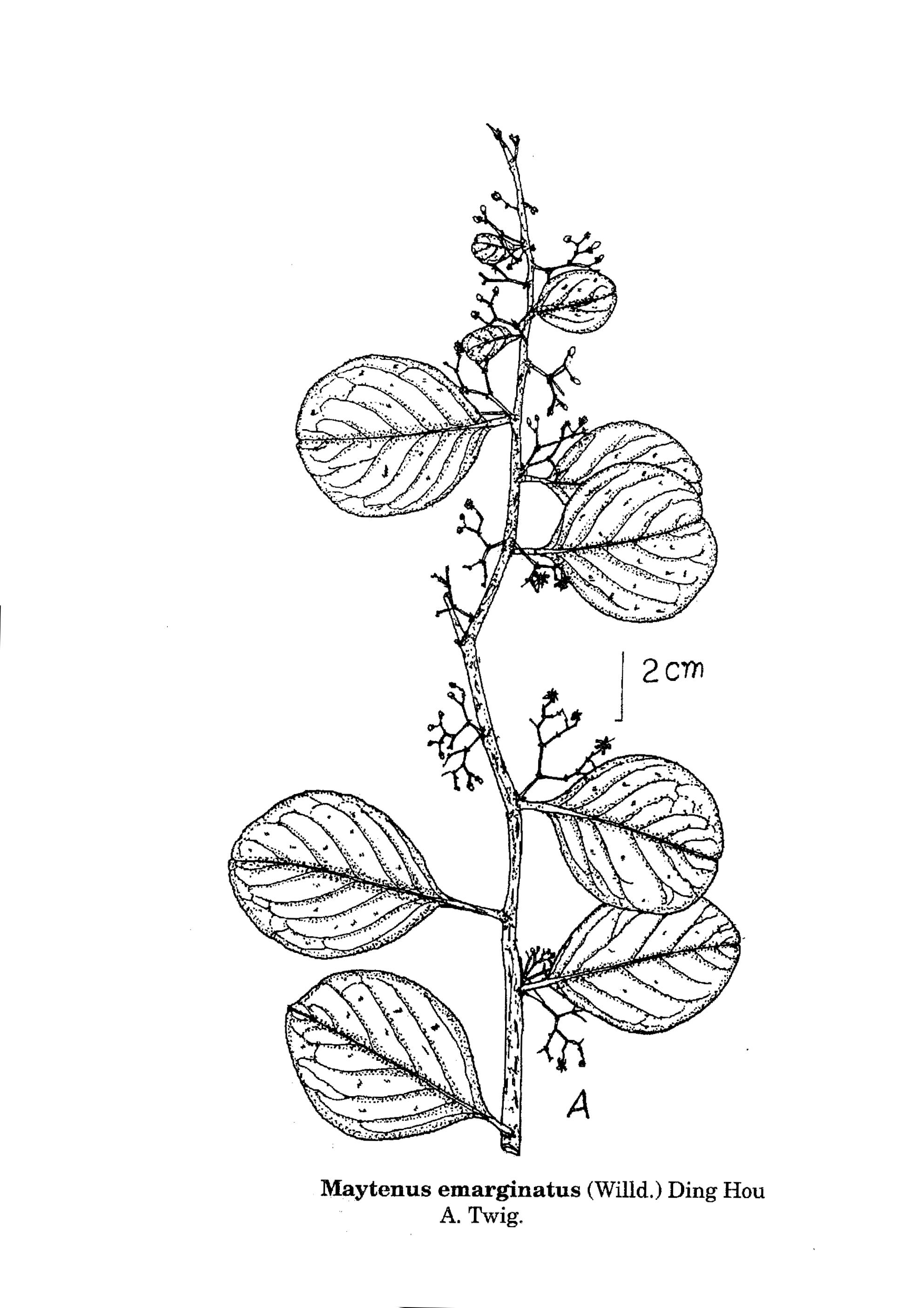 Herbarium JCB