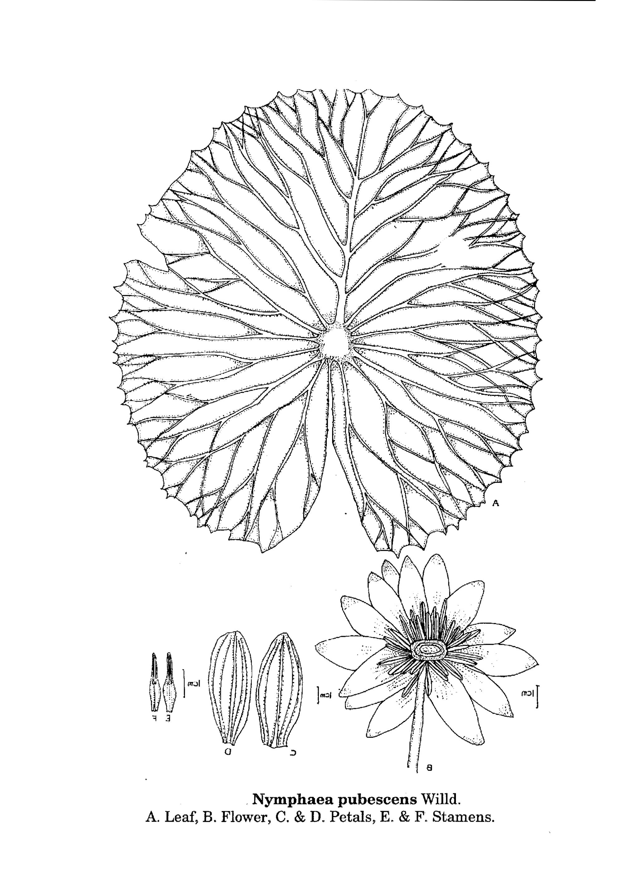 Herbarium JCB