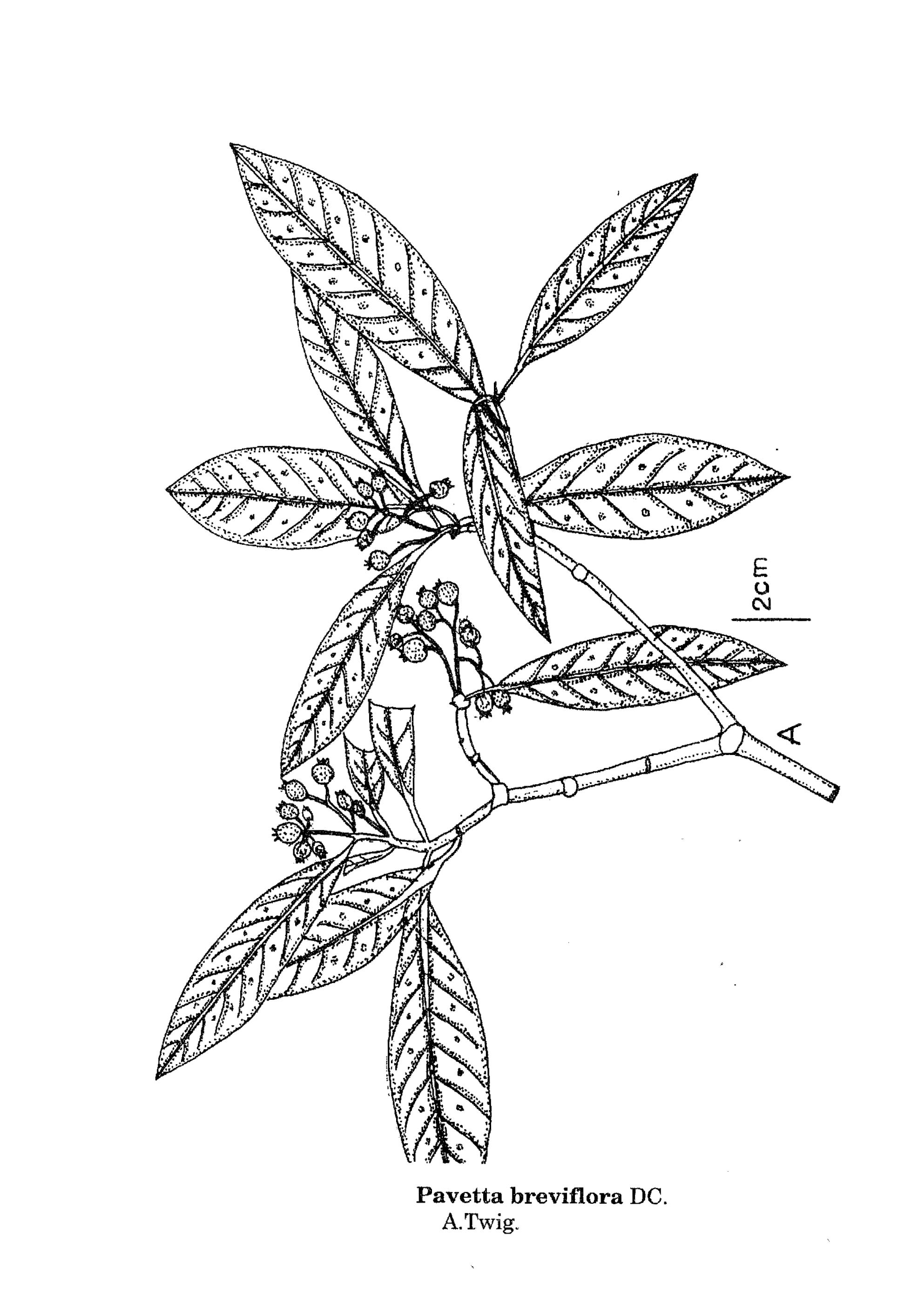 Herbarium JCB