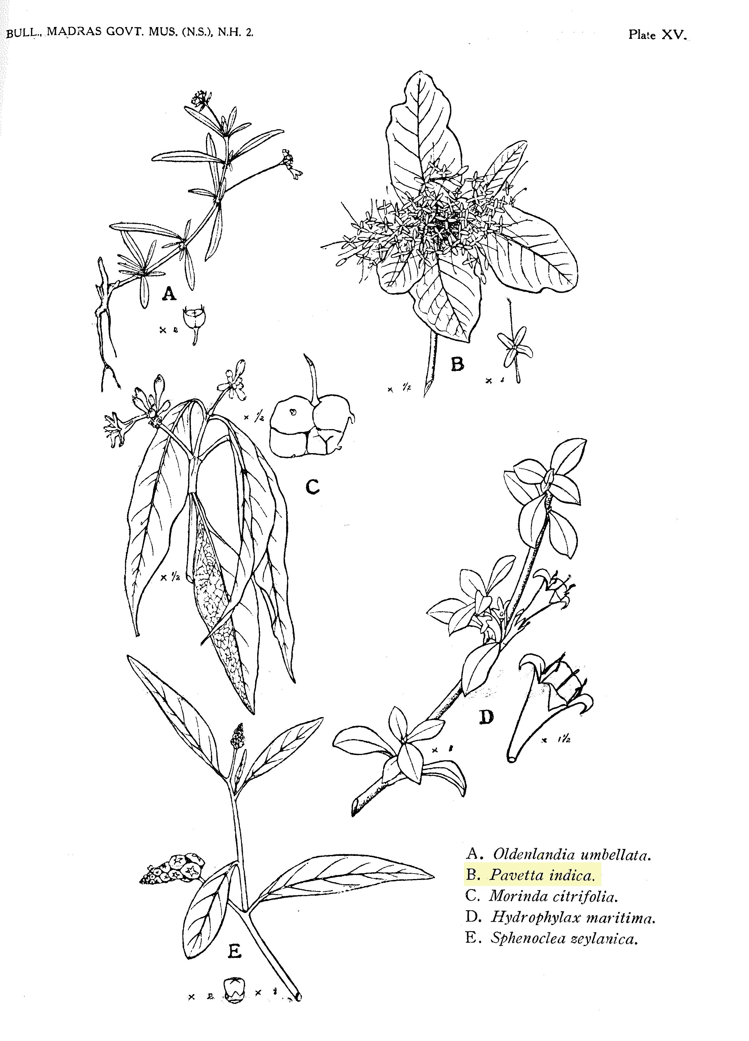 Herbarium JCB