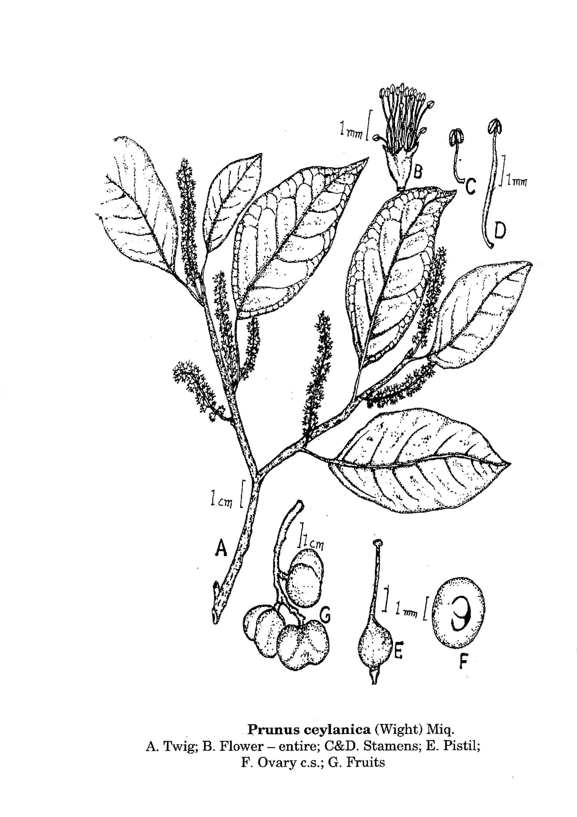 Herbarium JCB