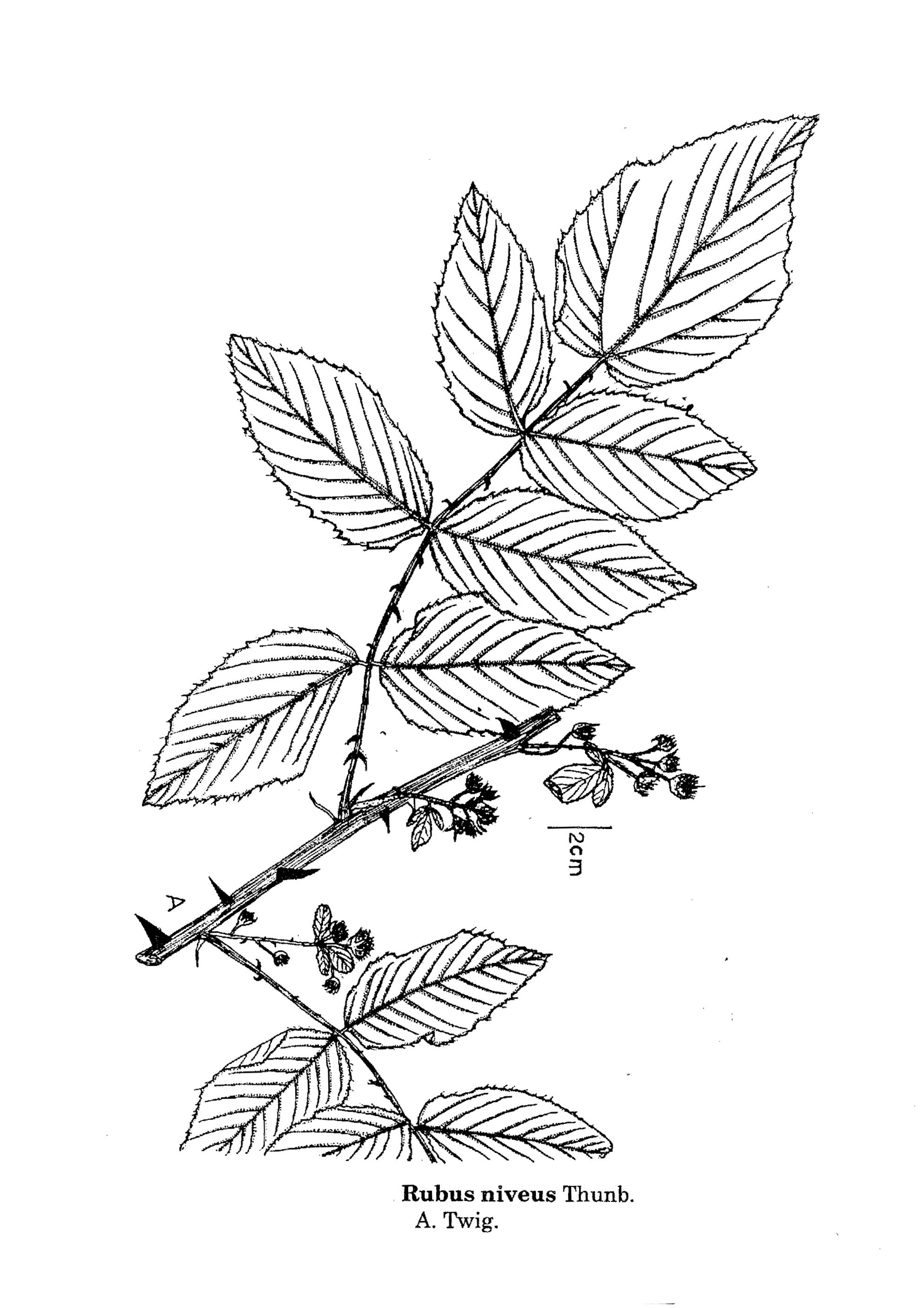 Herbarium JCB