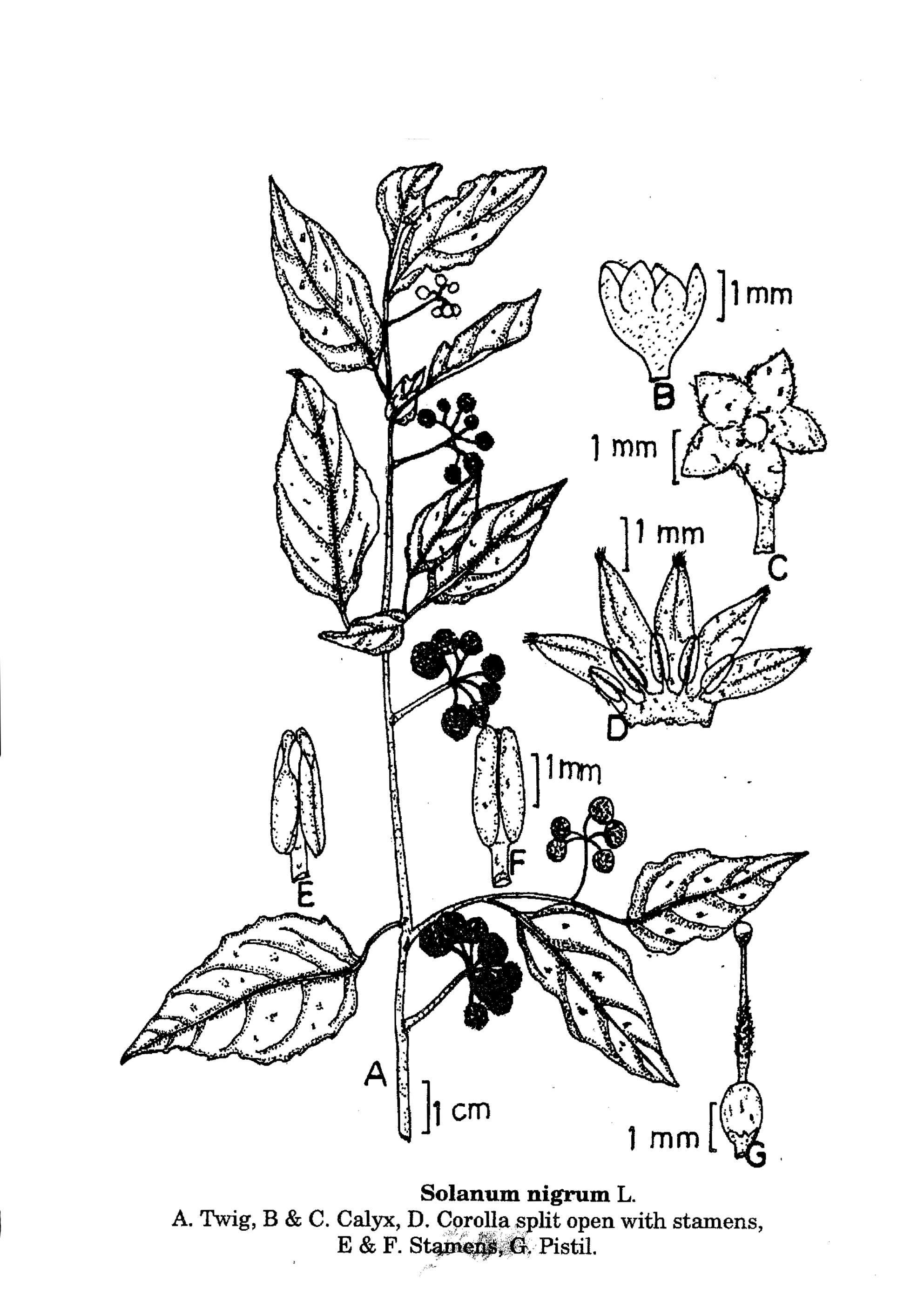 Herbarium JCB