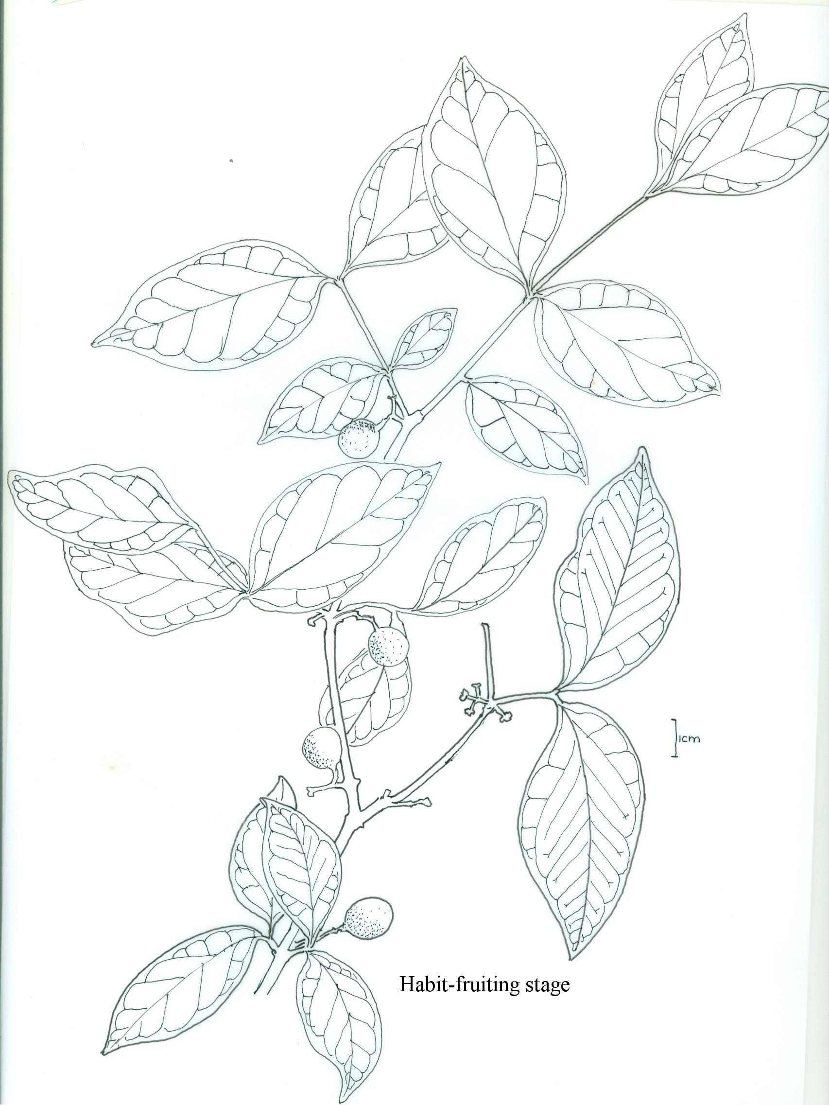Herbarium JCB