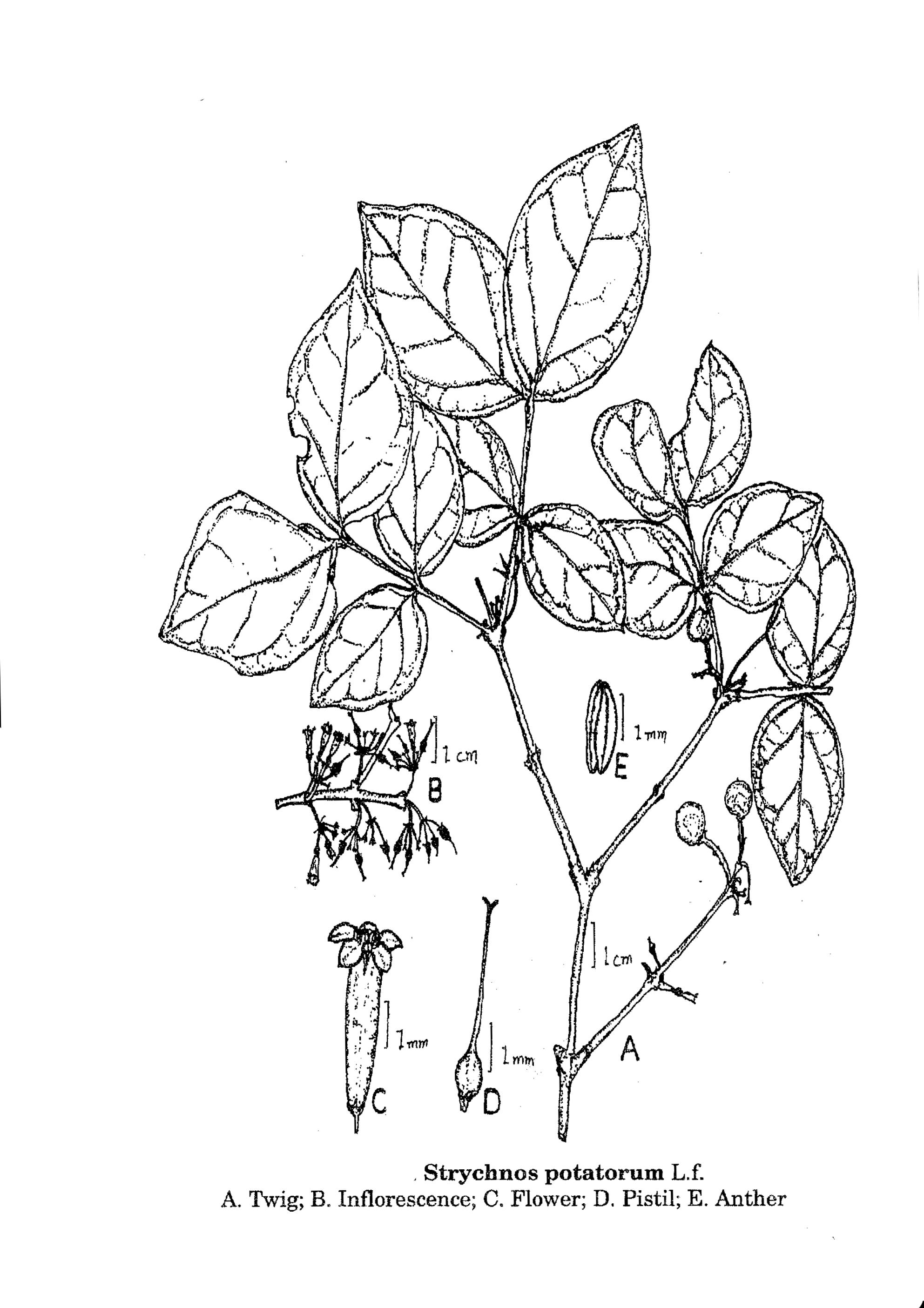 Herbarium JCB