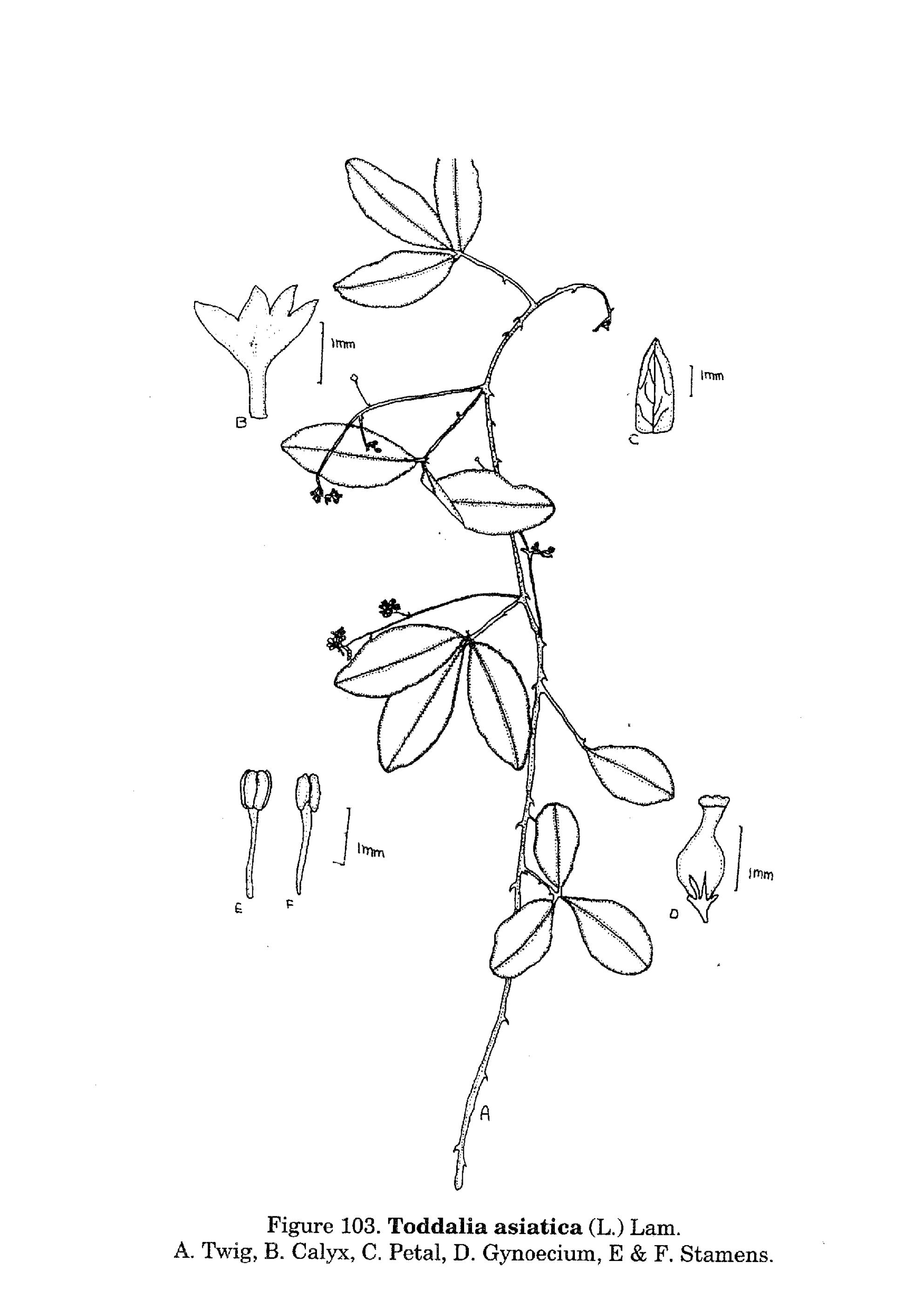 Herbarium JCB