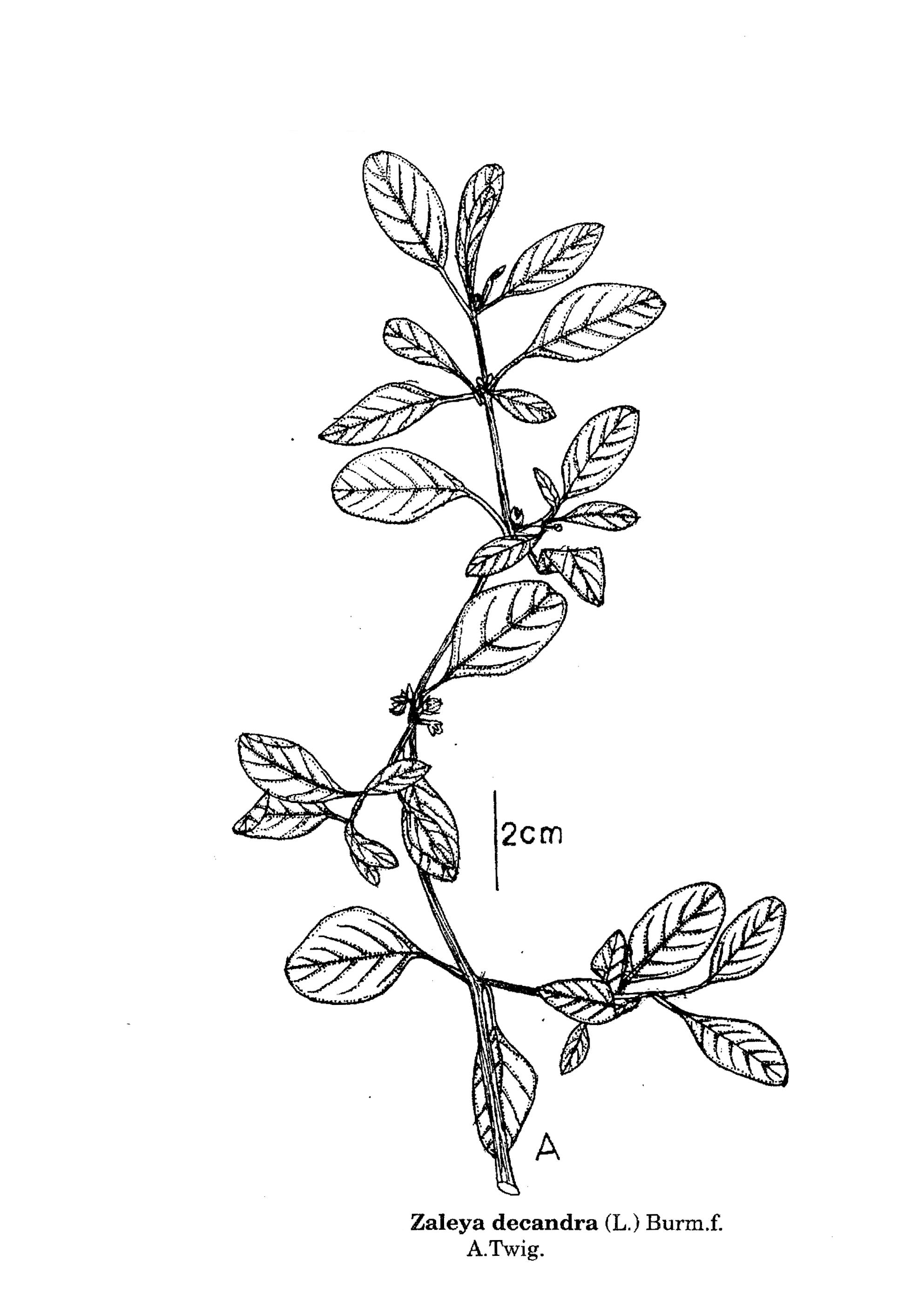 Herbarium JCB