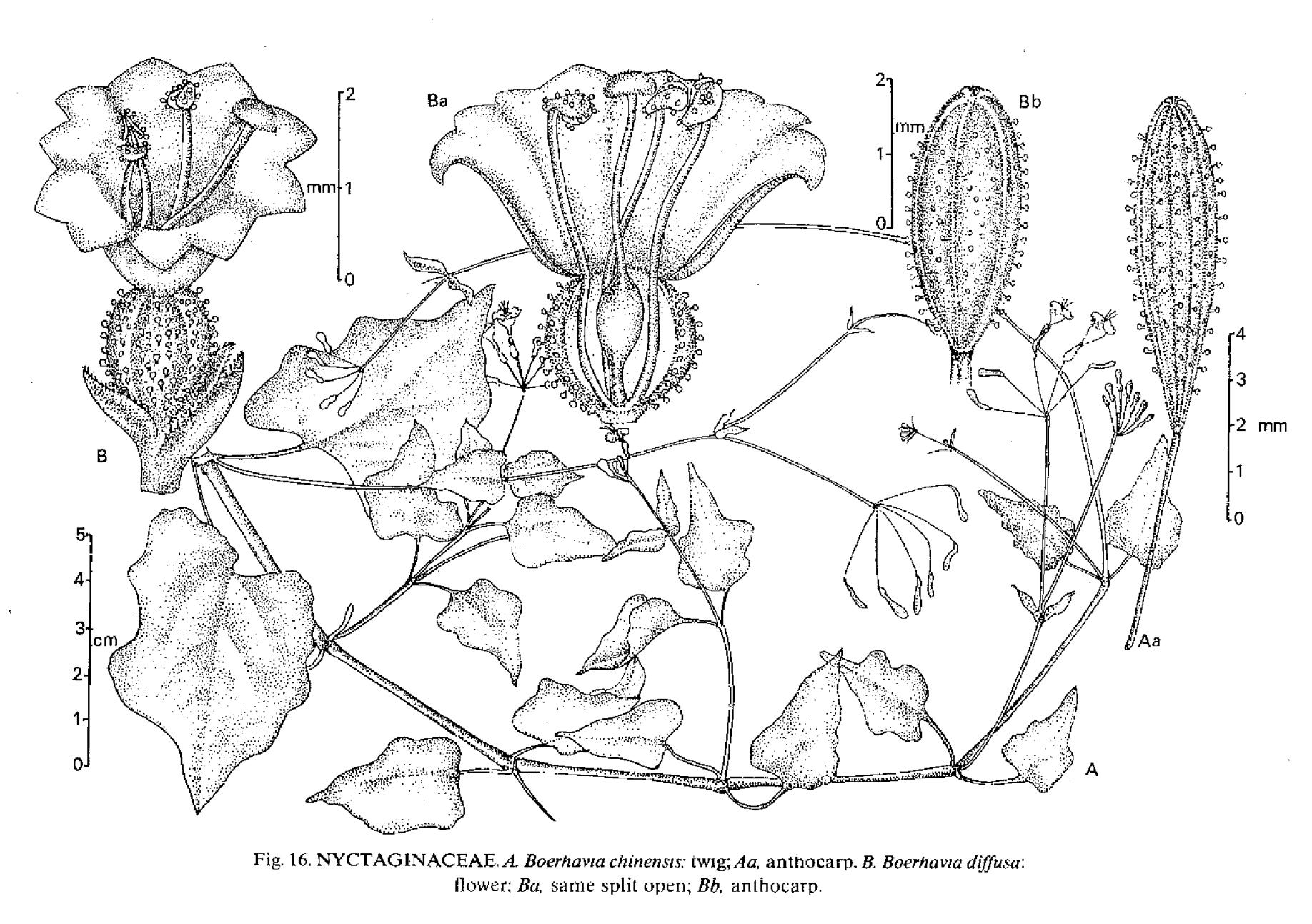 Herbarium JCB