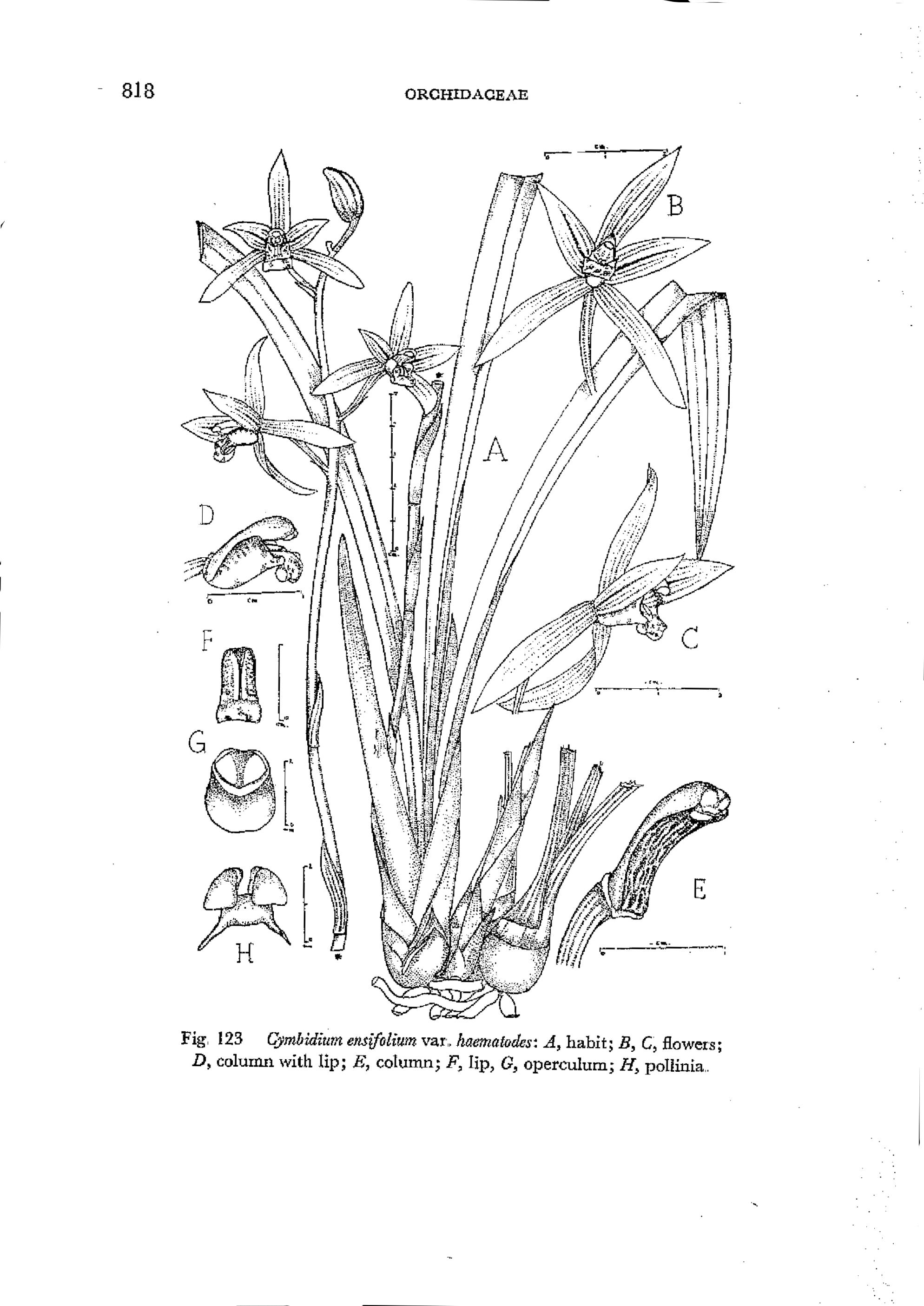 Herbarium JCB