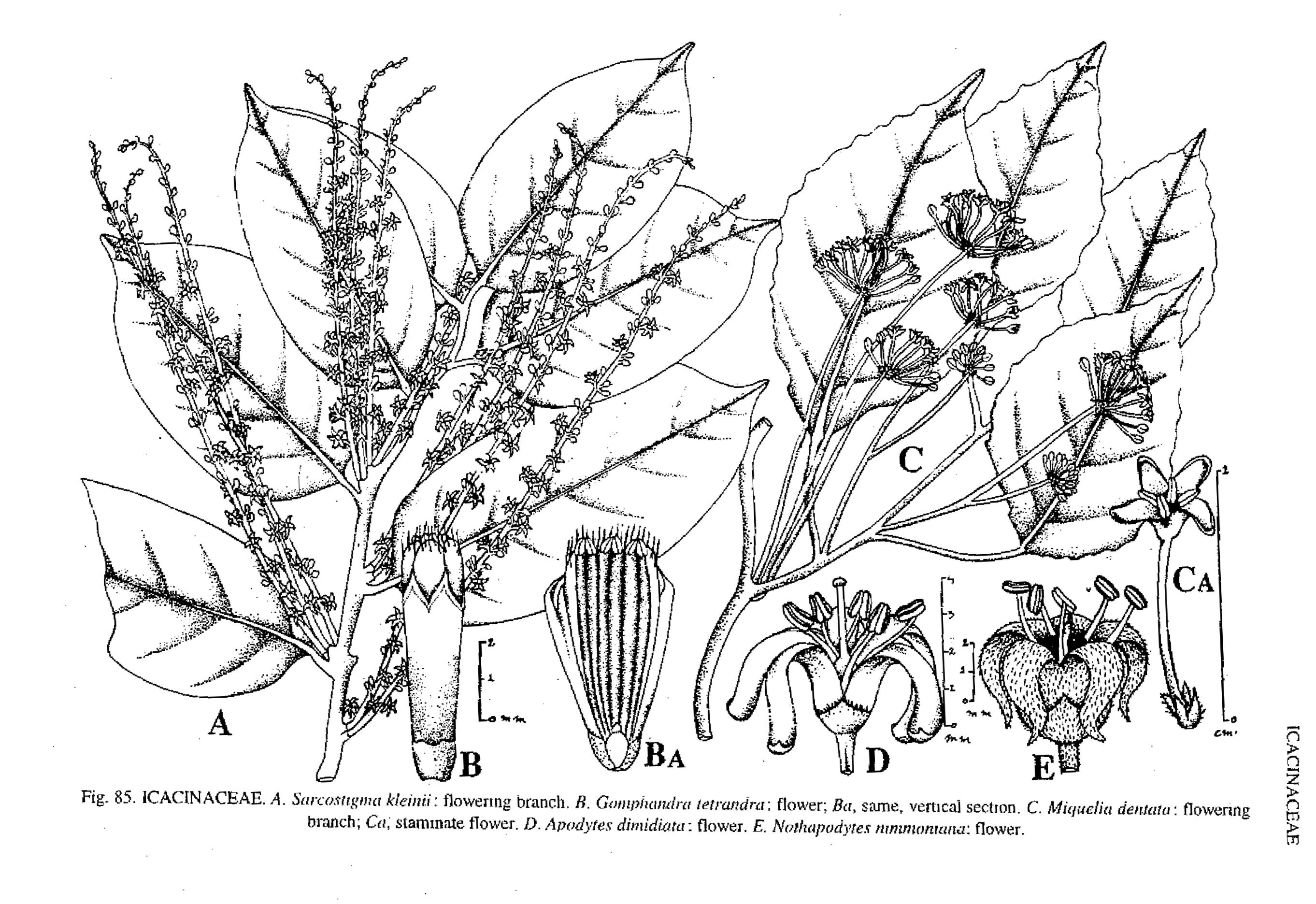 Herbarium JCB