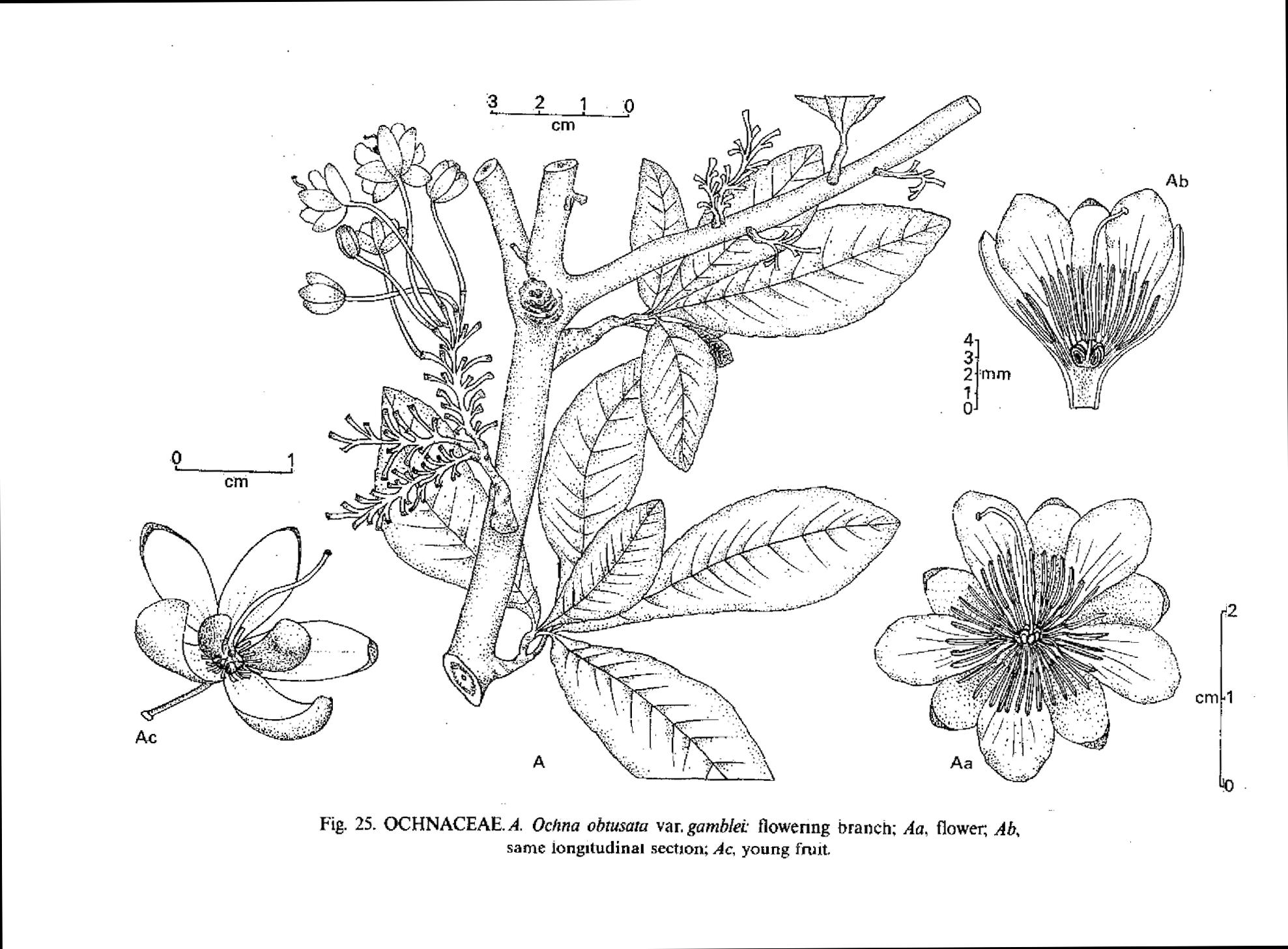 Herbarium JCB