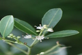 Herbarium JCB