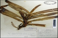Herbarium JCB