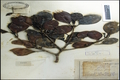 Herbarium JCB