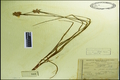 Herbarium JCB
