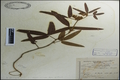Herbarium JCB