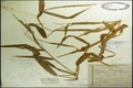 Herbarium JCB