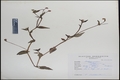 Herbarium JCB