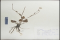 Herbarium JCB