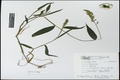 Herbarium JCB