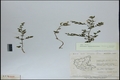 Herbarium JCB