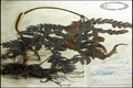 Herbarium JCB