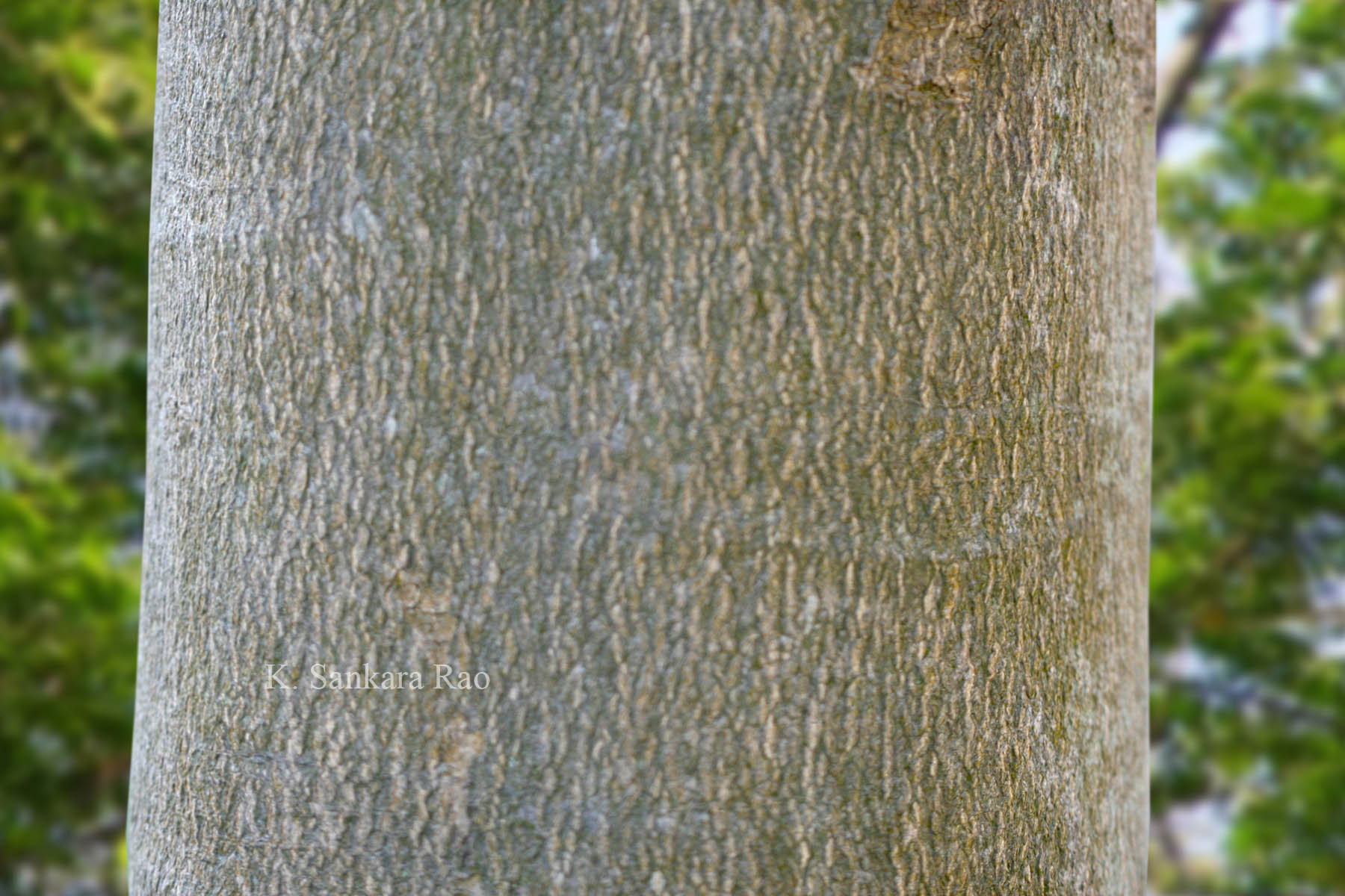 Herbarium JCB