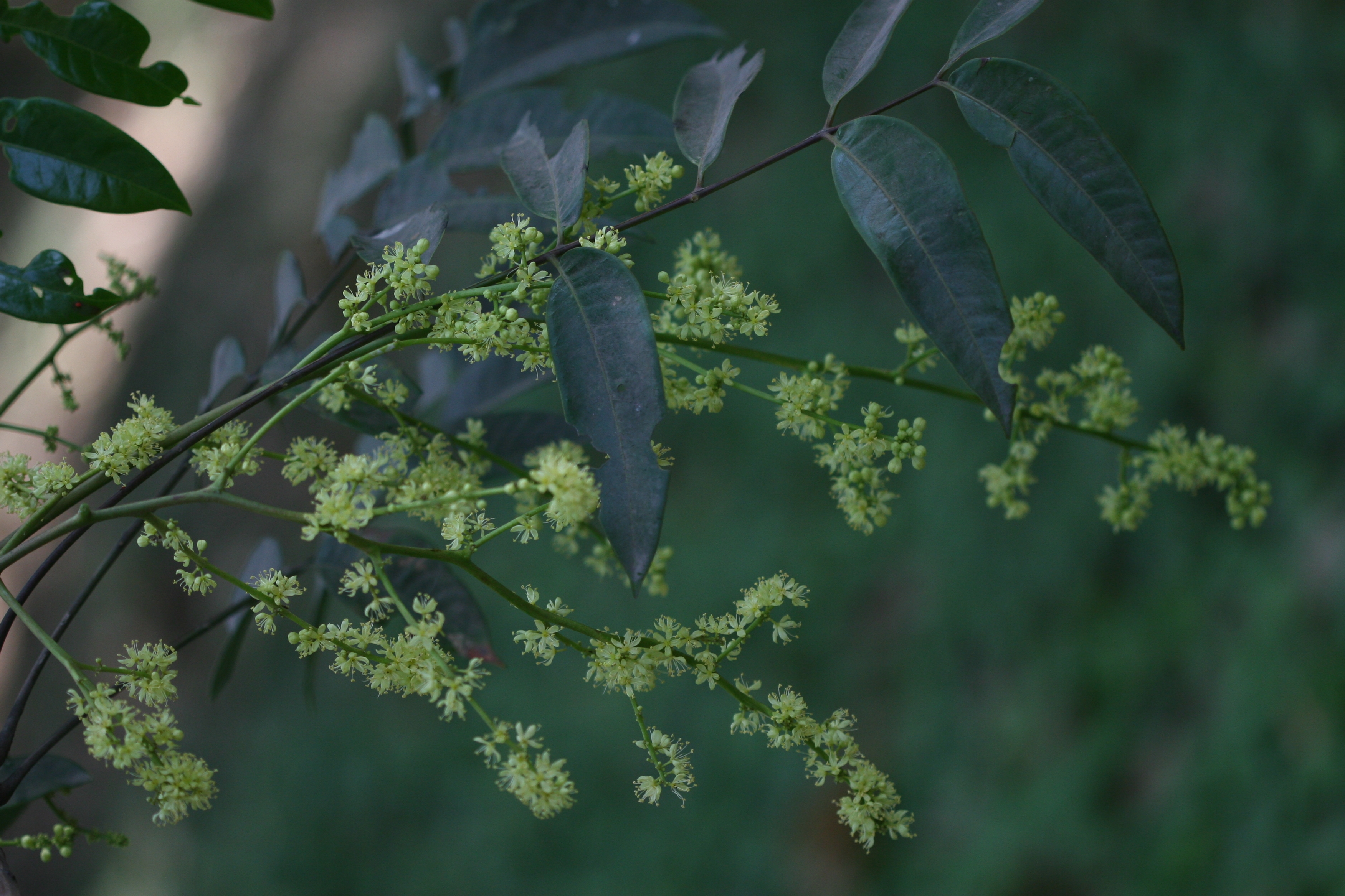 Herbarium JCB
