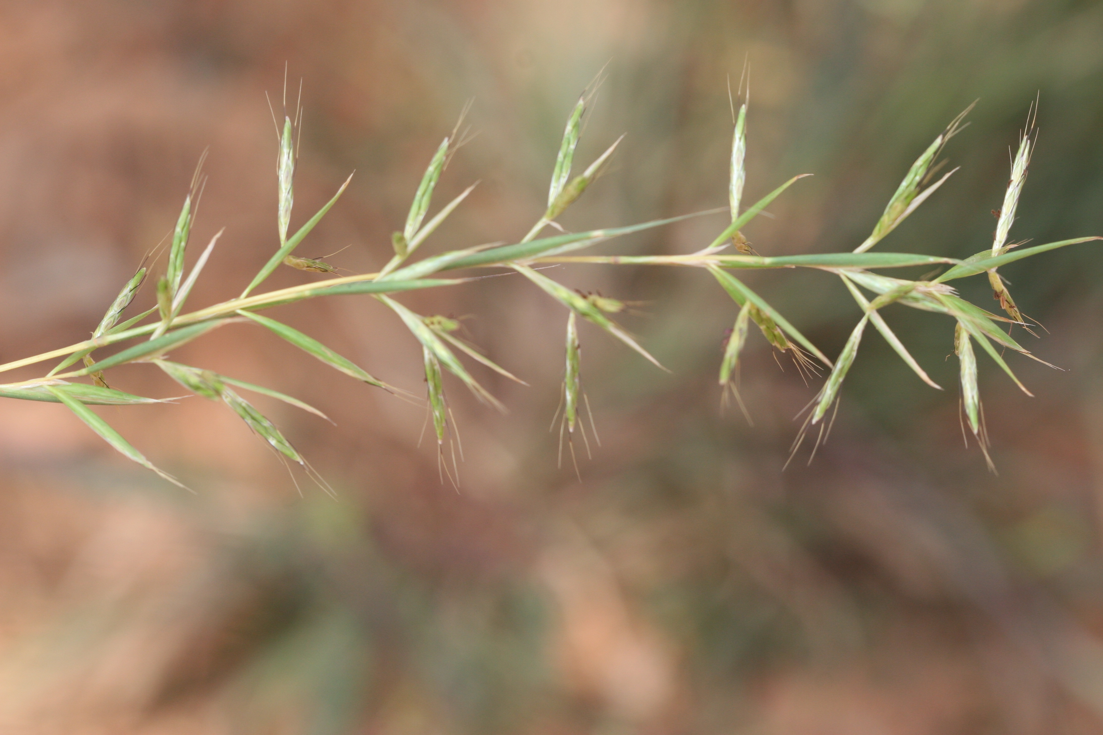 Herbarium JCB