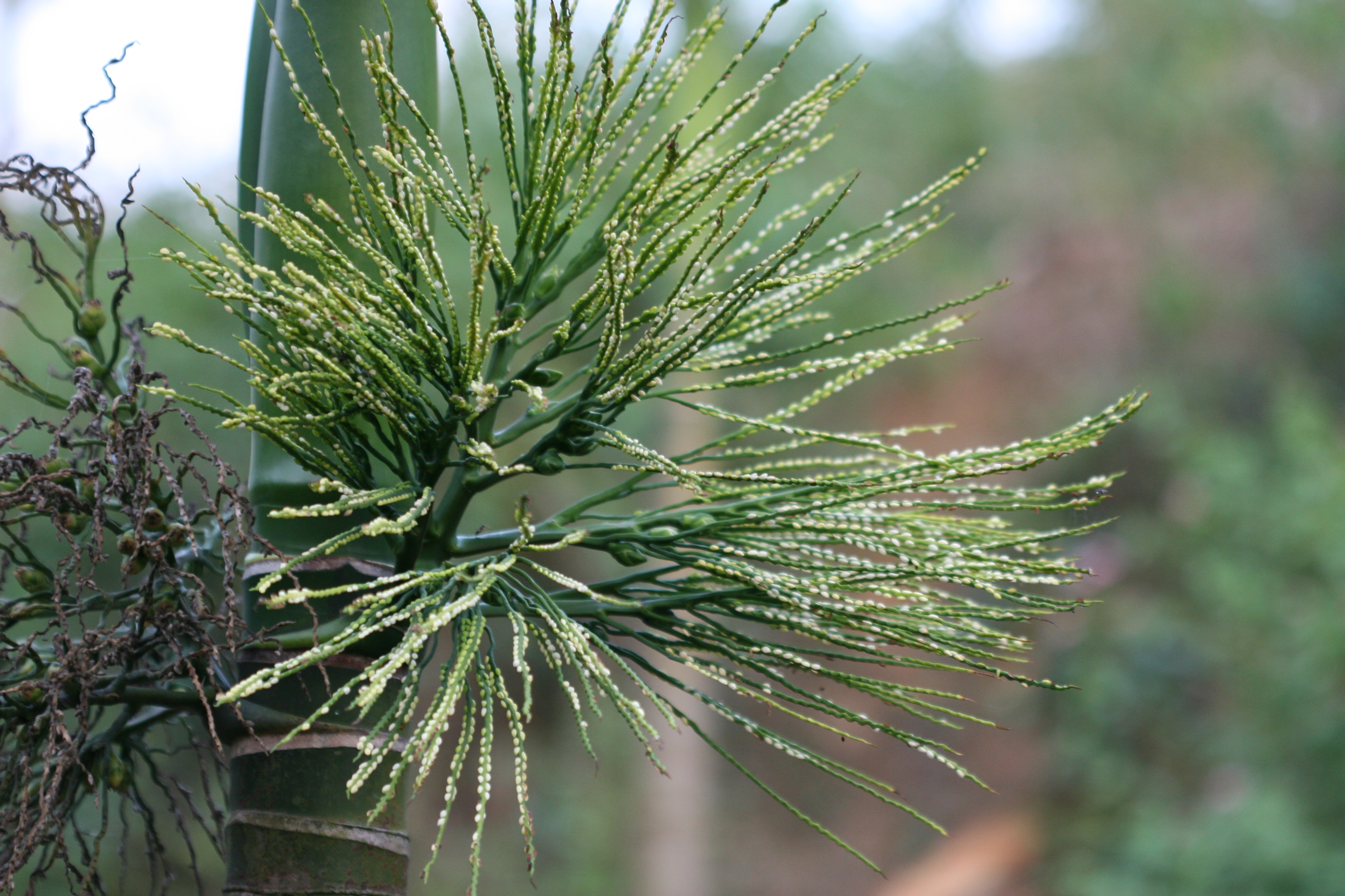 Herbarium JCB