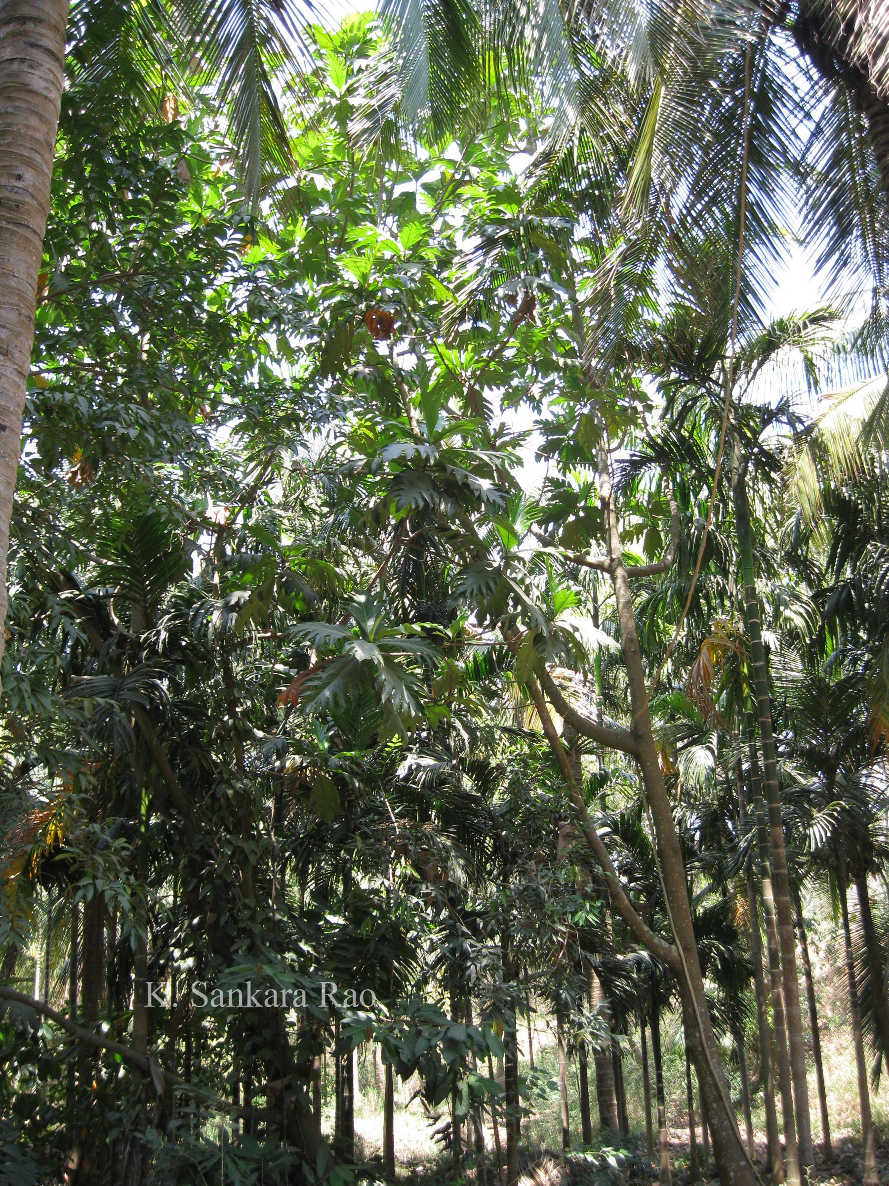 Herbarium JCB